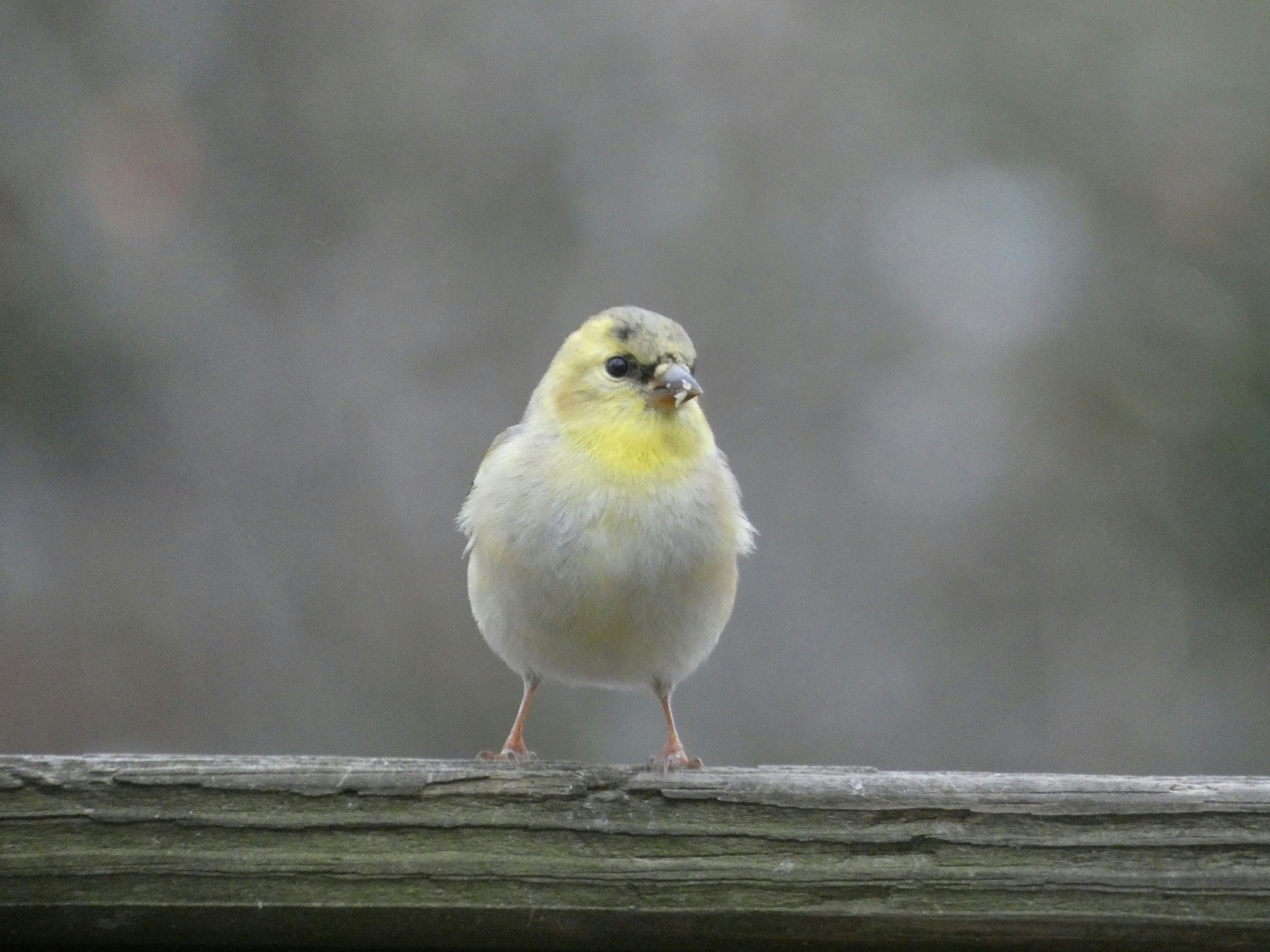 A small yellow bird stands on a wooden railing, gazing curiously at its surroundings. Its soft feathers and bright coloration contrast with the muted background.