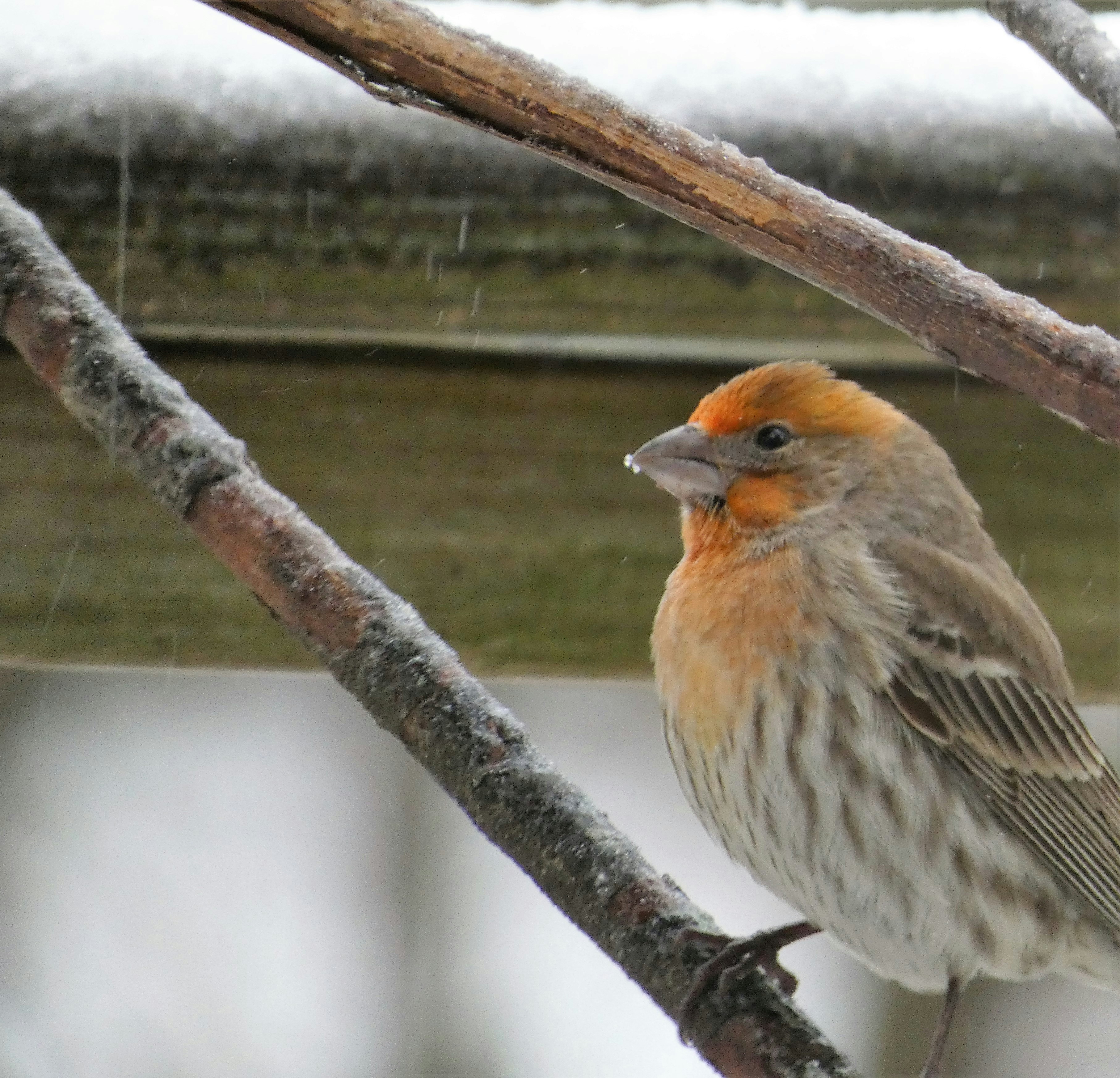 A close-up of a bird perched on a branch, showcasing its vibrant plumage against a softly blurred snowy background.