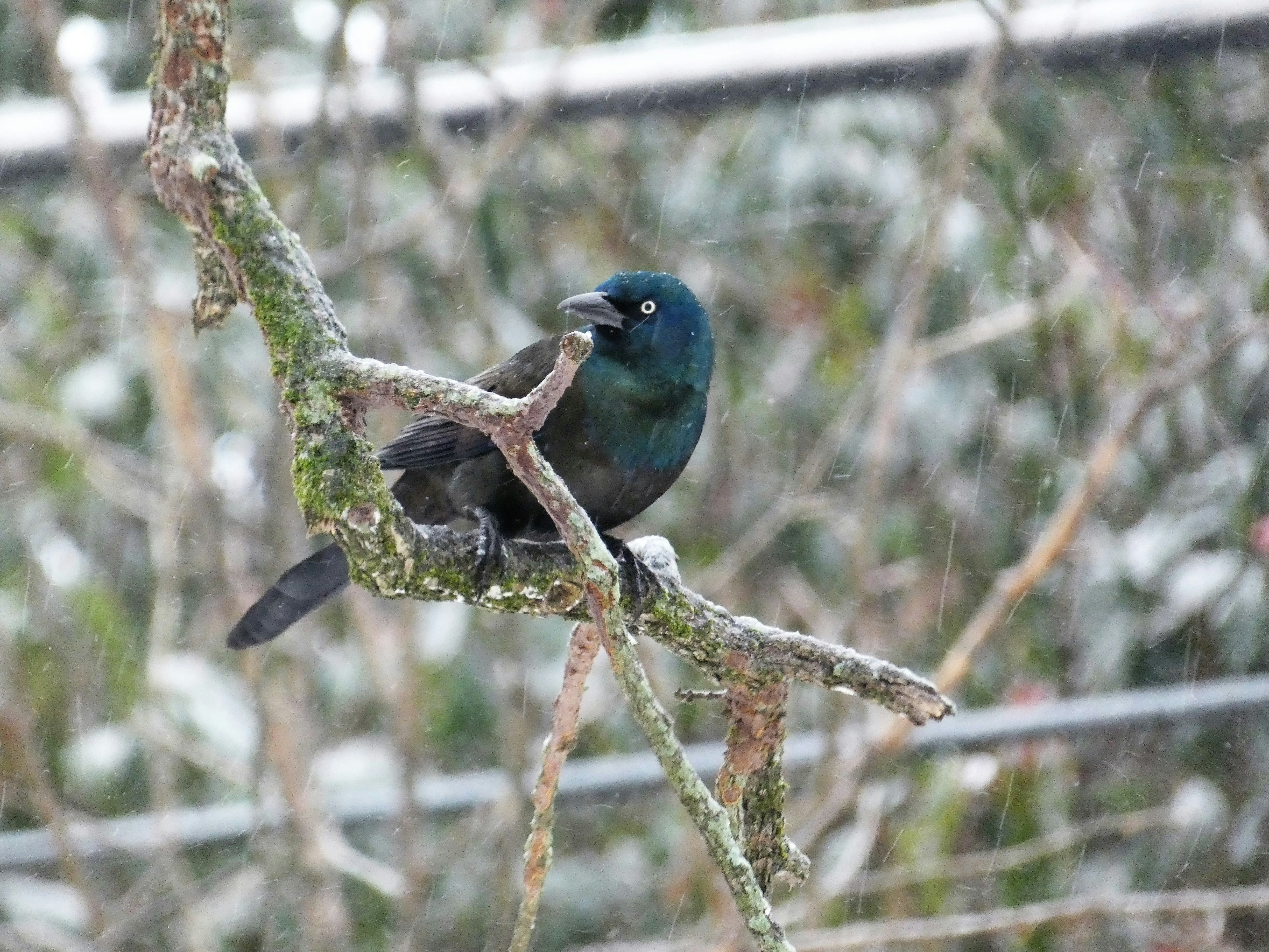 Iridescent bird perched on a snow-dusted branch, surrounded by blurred greenery in a winter setting.