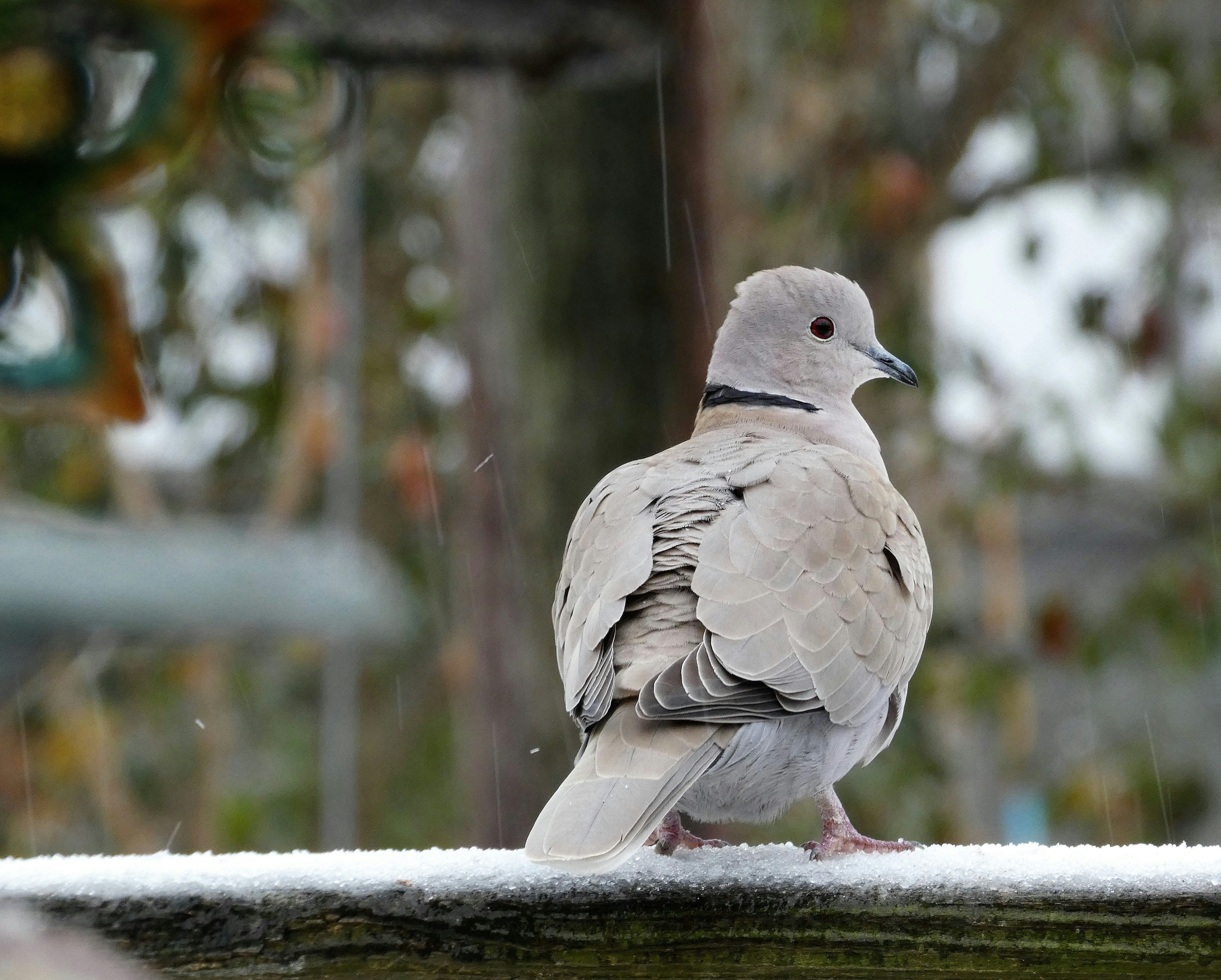 a bird sitting on top of a wooden fence