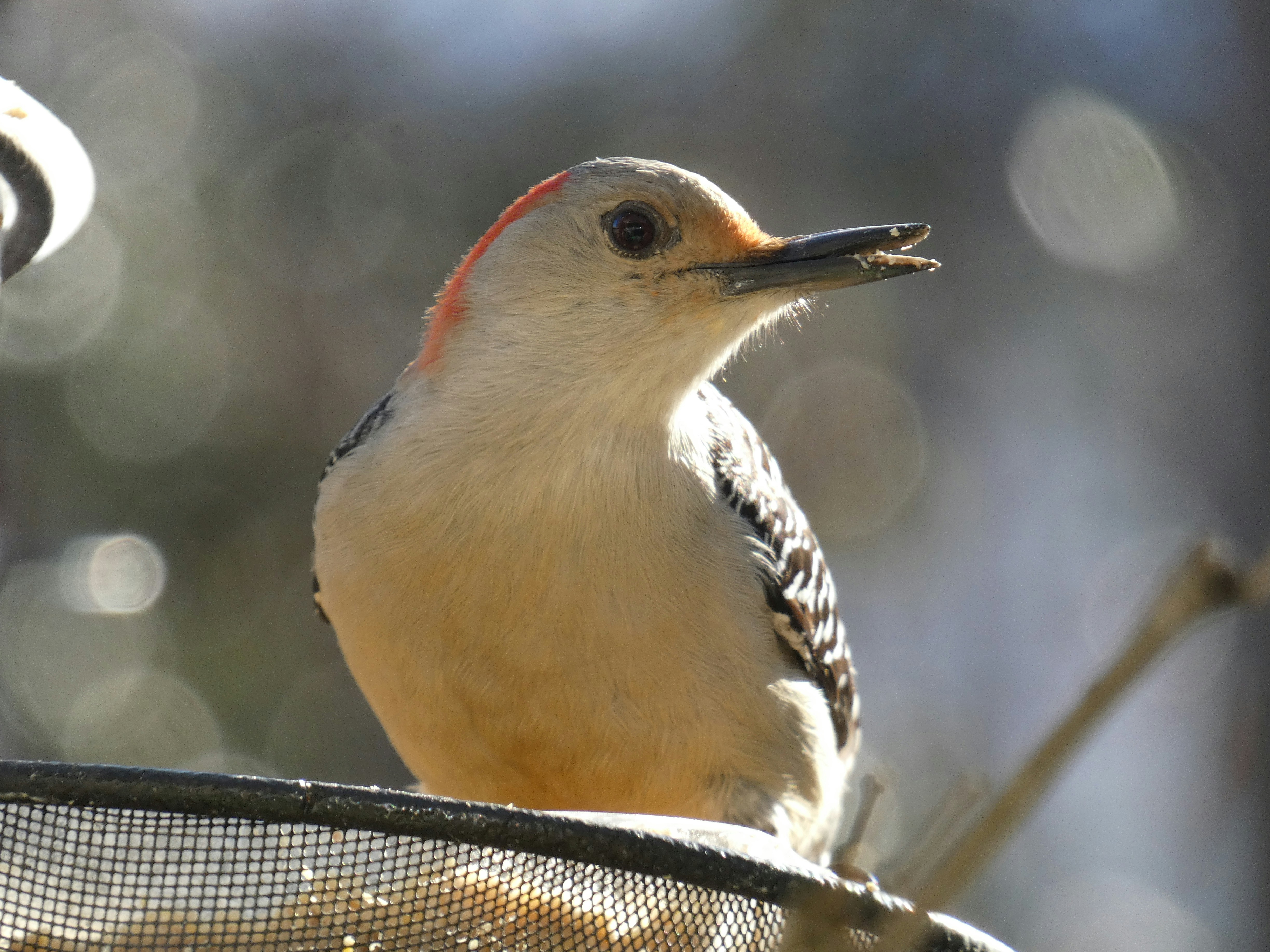 Perched White-breasted Bird with Beak Open Against Sunlit Bokeh