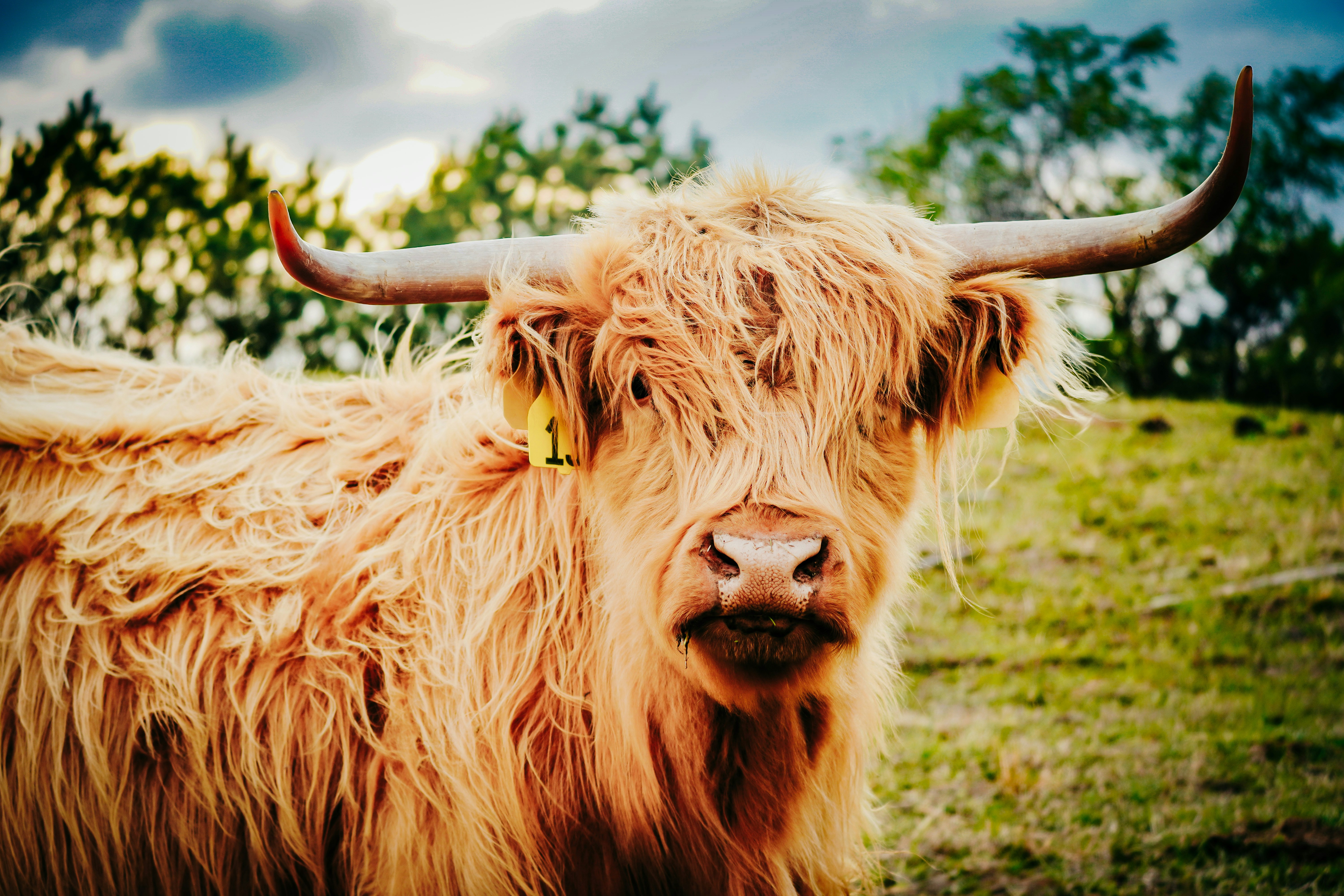 Foto zum Thema Eine langhaarige Kuh mit großen Hörnern steht auf einem ...