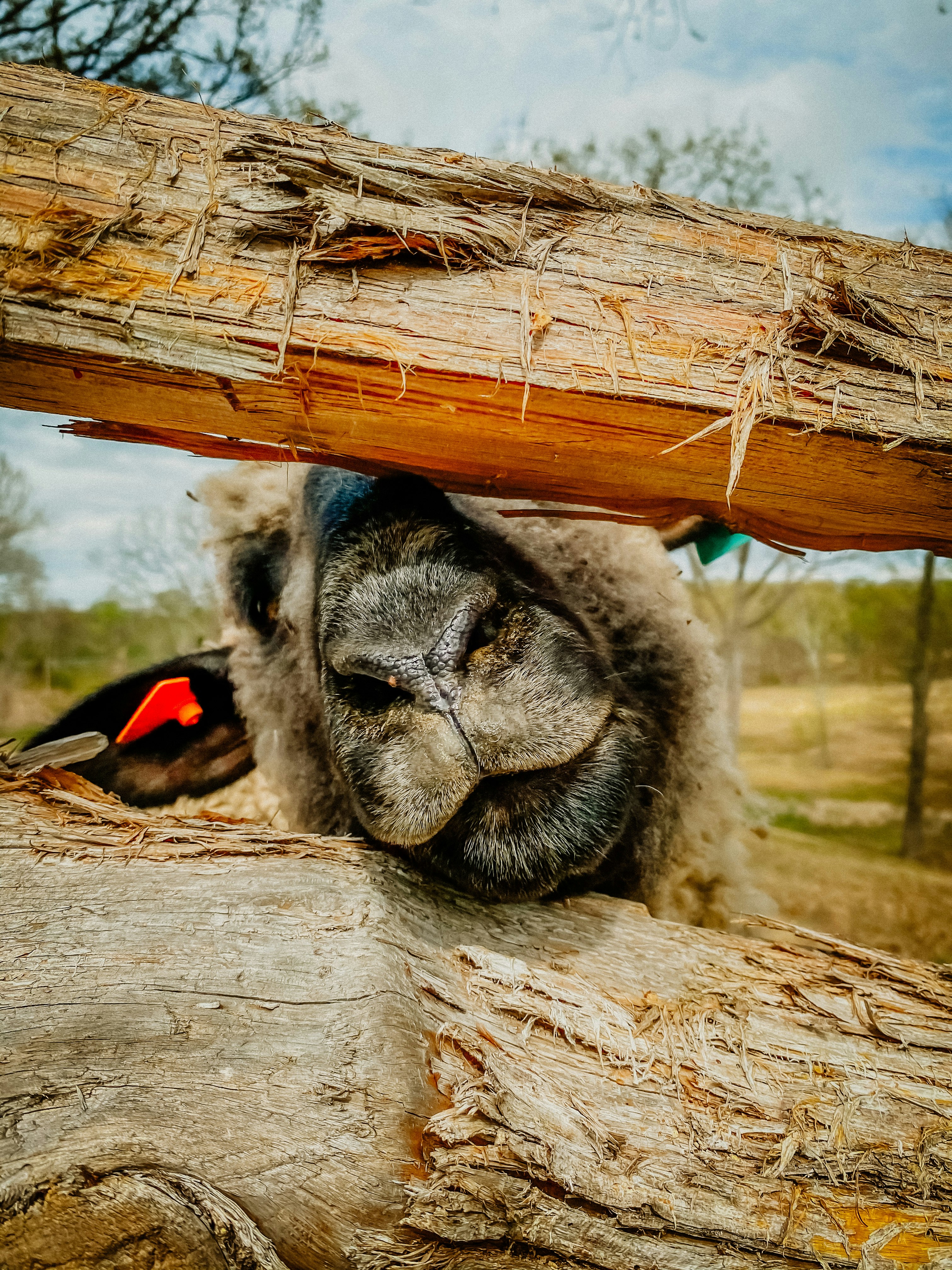 Curious Gaze Through Splintered Gaps: a Sheep Peeks Between Logs