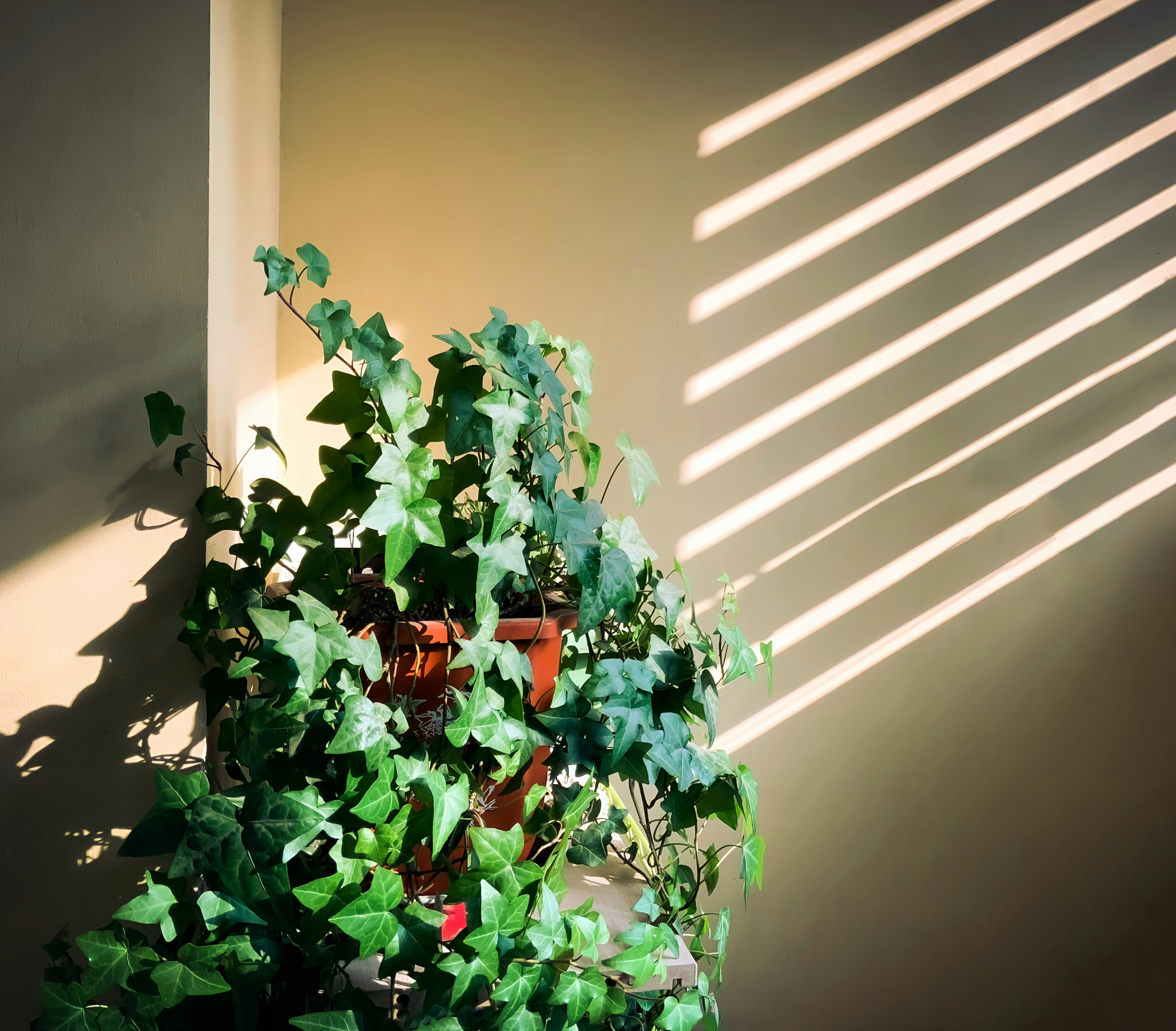 Une plante en pot assise à côté d’un mur photo – Photo Plante Gratuite ...