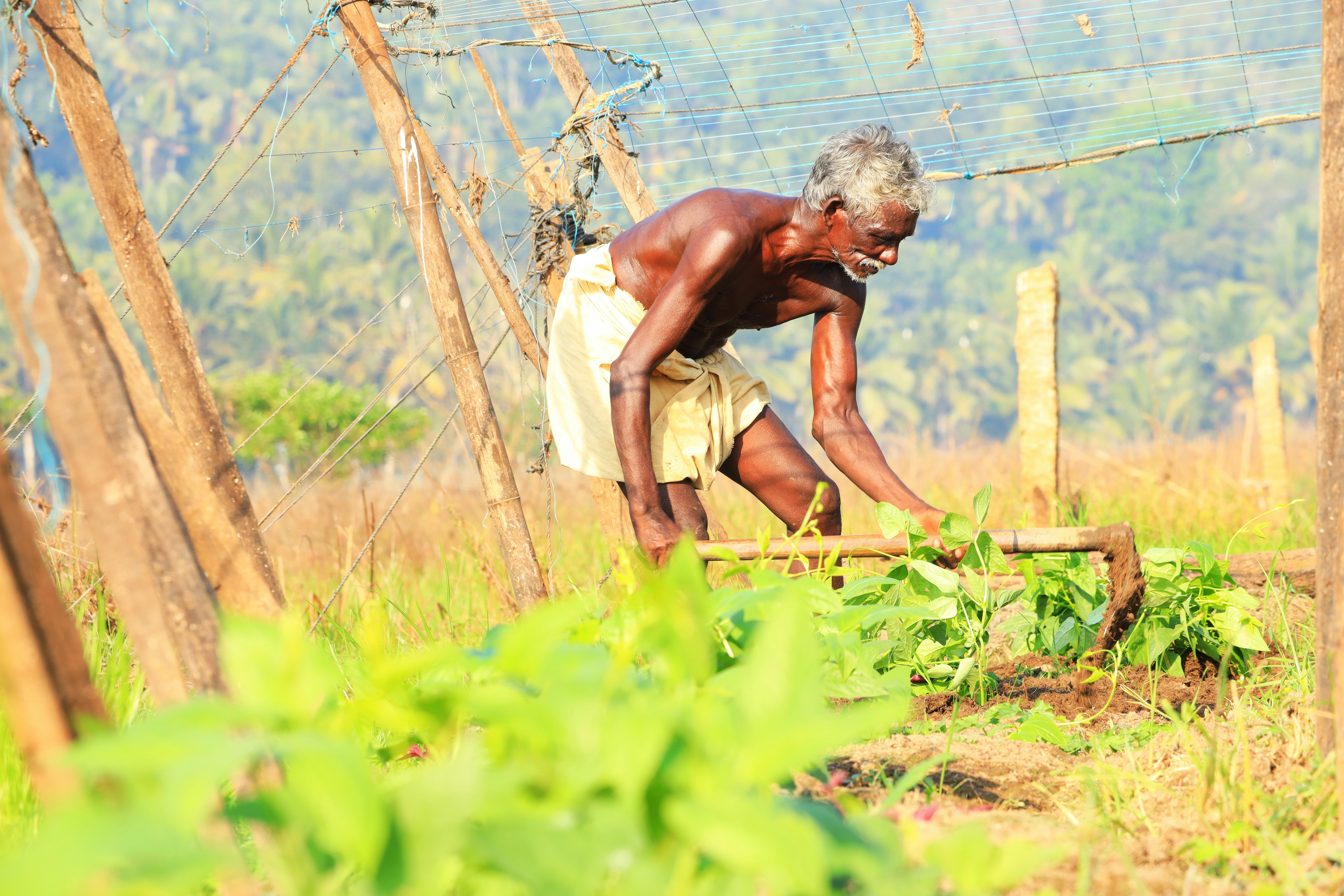 Elderly farmer tending to crops in a sunlit field, surrounded by rustic wooden supports for plants. His focus and effort highlight the essence of agricultural life.