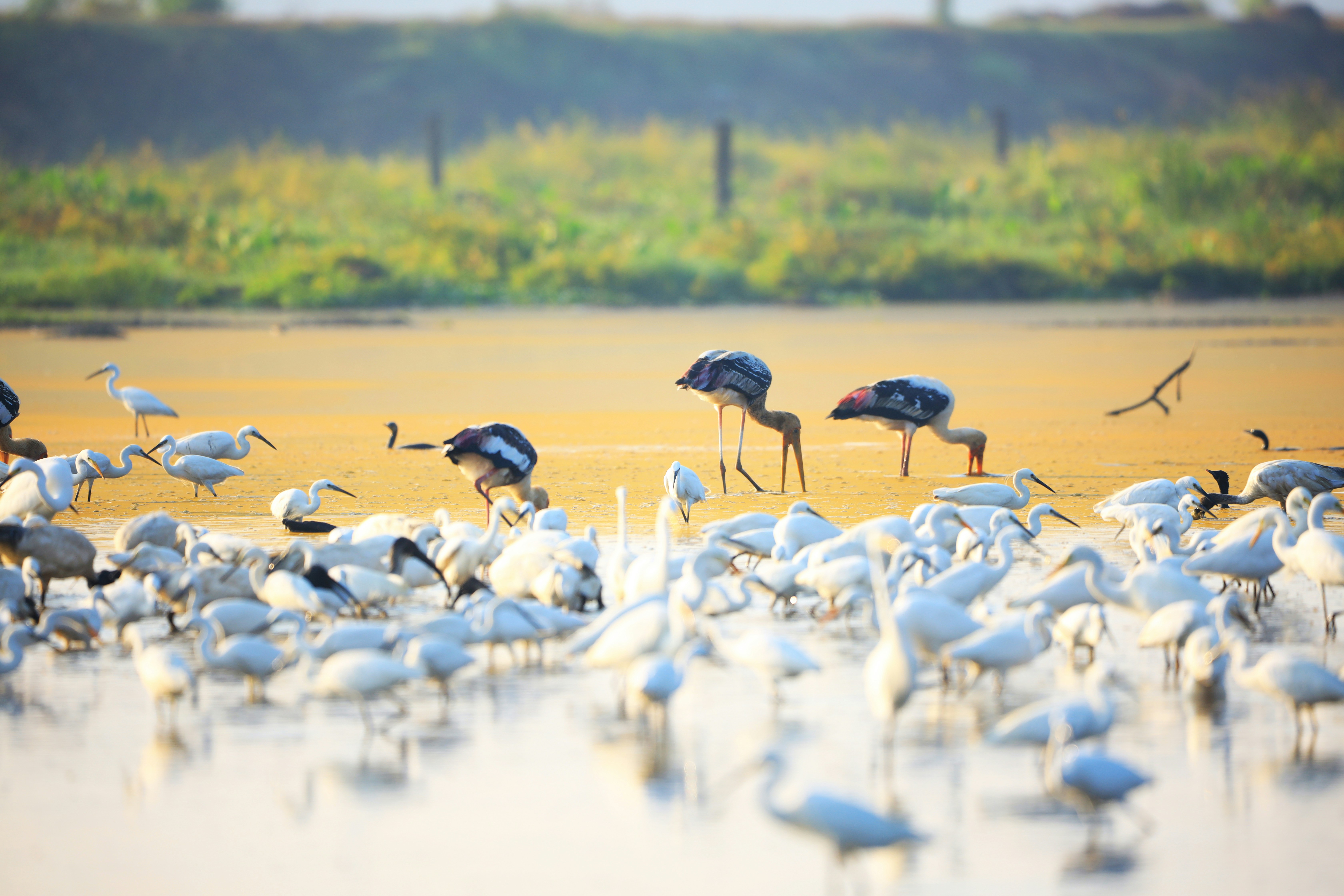 Flock of birds wading in a sunlit wetland with lush greenery in the background.