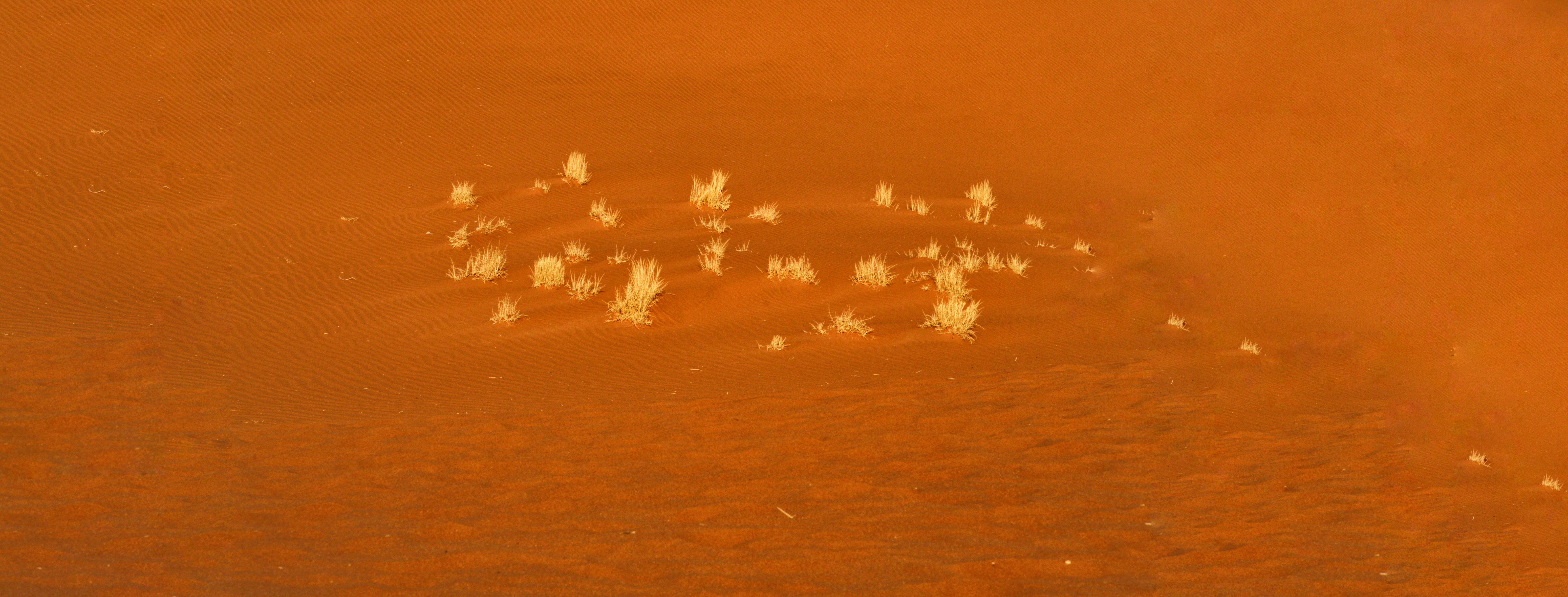 Molten Lake Crossing: A White Flock on Sunset-Warmed Waters