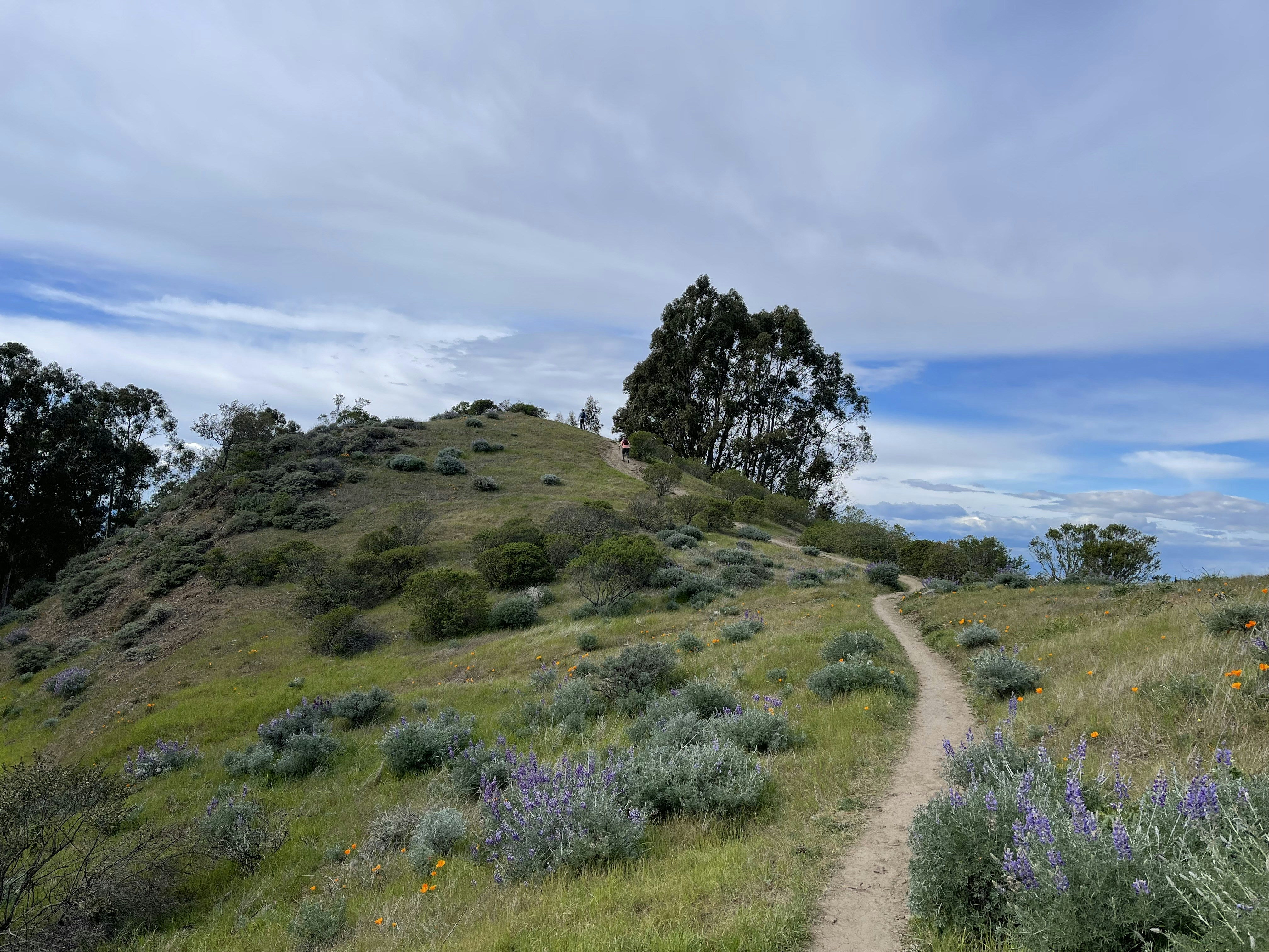A dirt path going up a grassy hill photo – Free Grizzly peak park Image ...