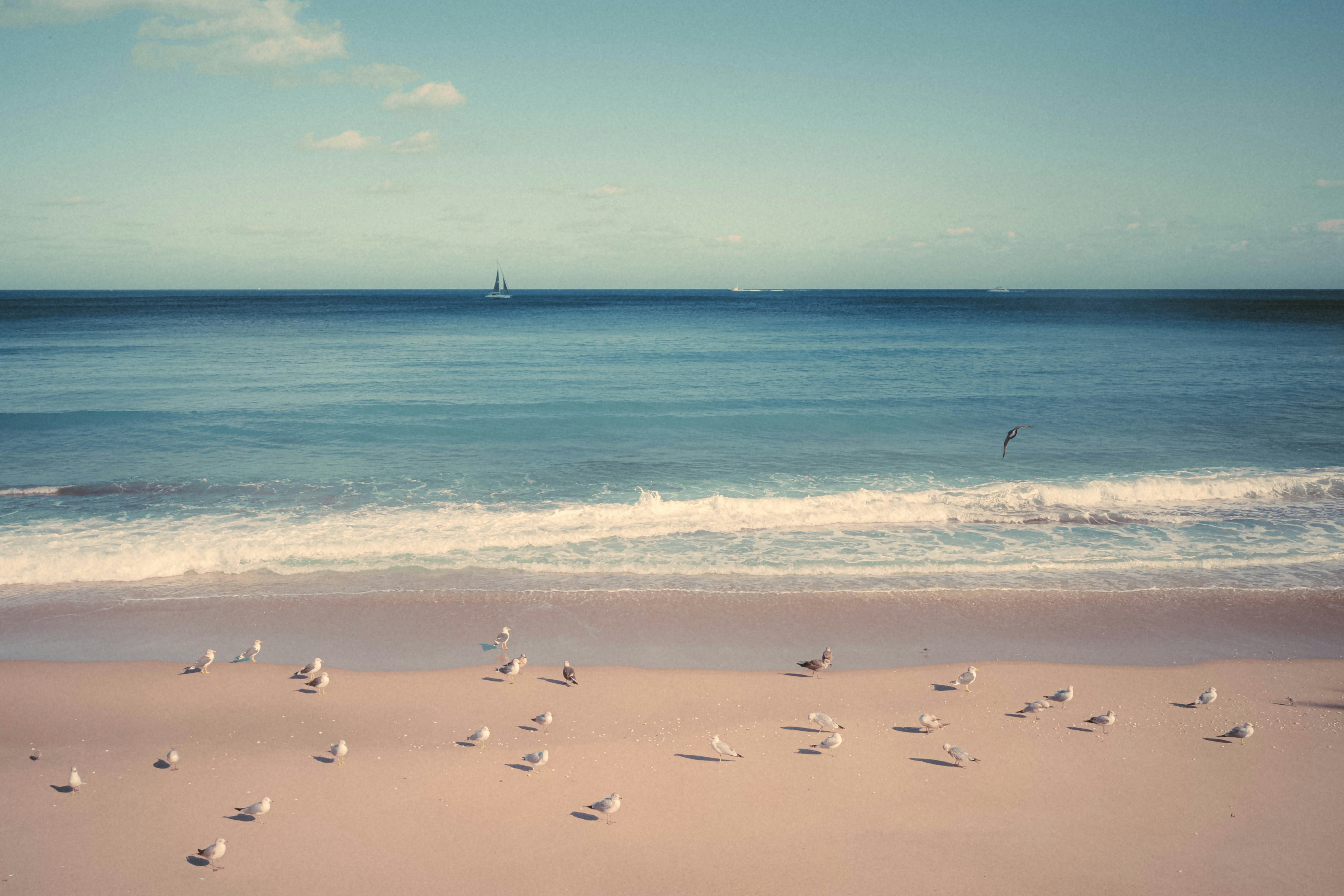Pastel Shoreline: Seabirds on Pink Sand with a Distant Sailboat