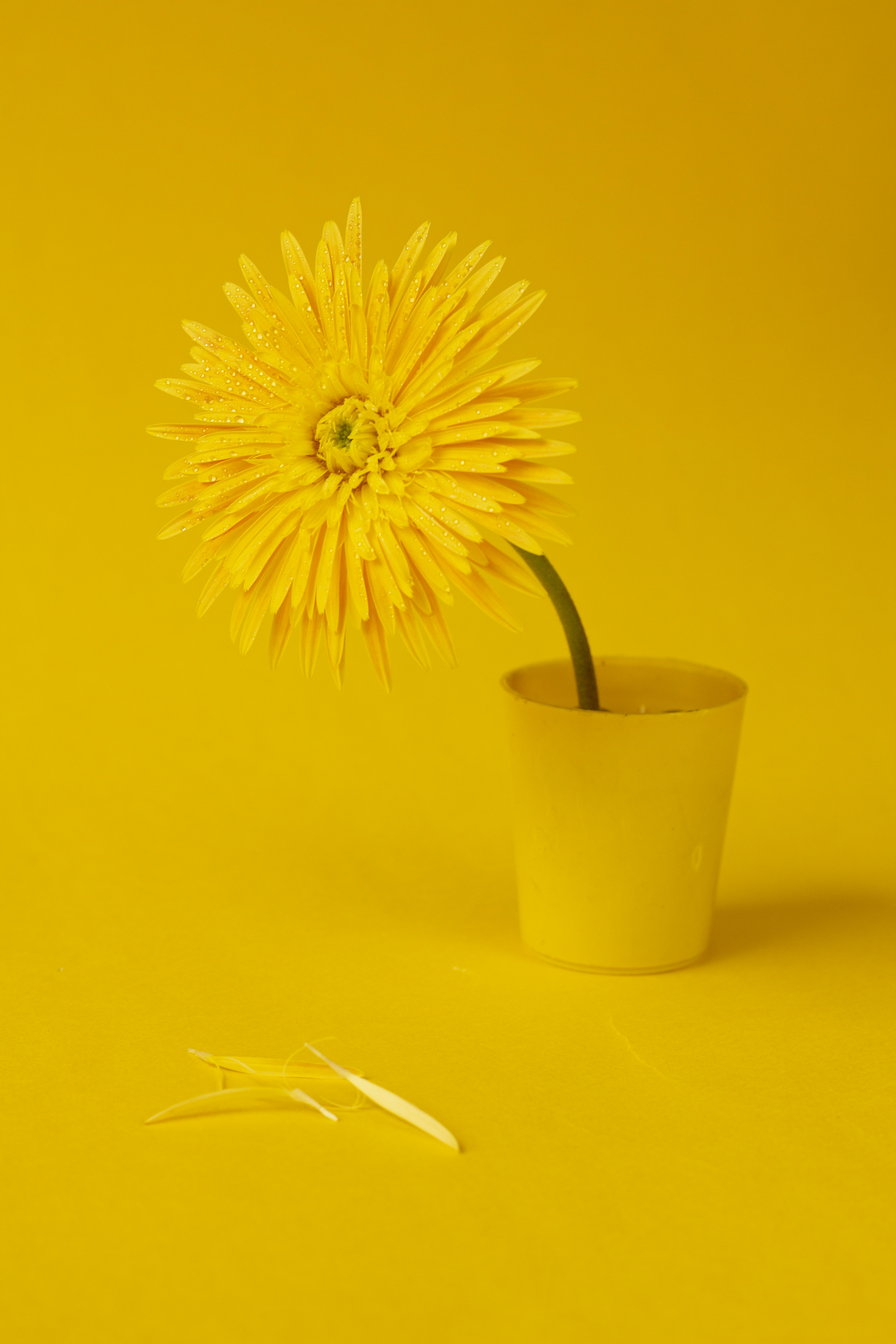 Vibrant yellow flower in a matching pot against a monochromatic background, with petals scattered nearby.