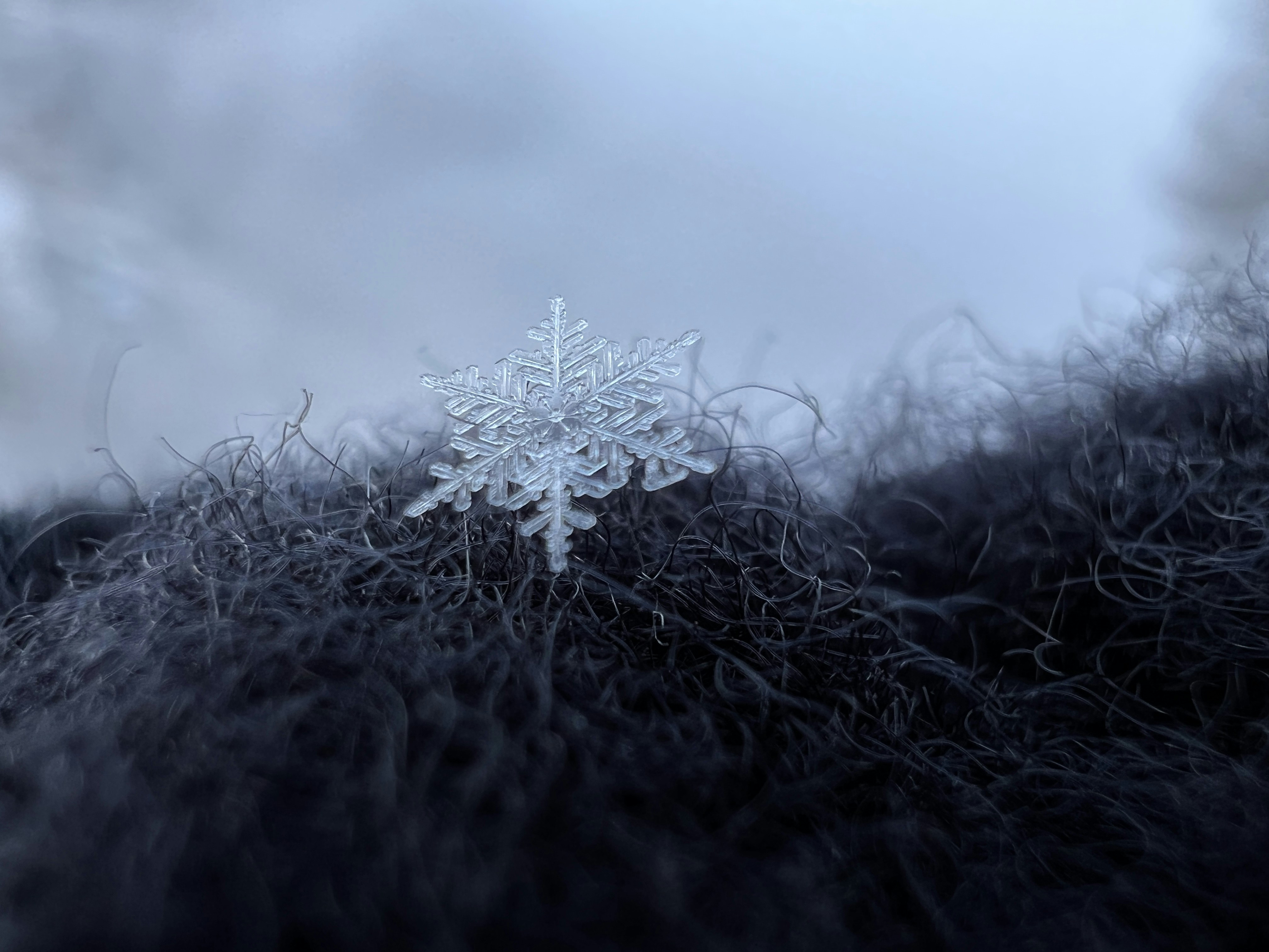 Snowflakes Pictures | Download Free Images on Unsplash
