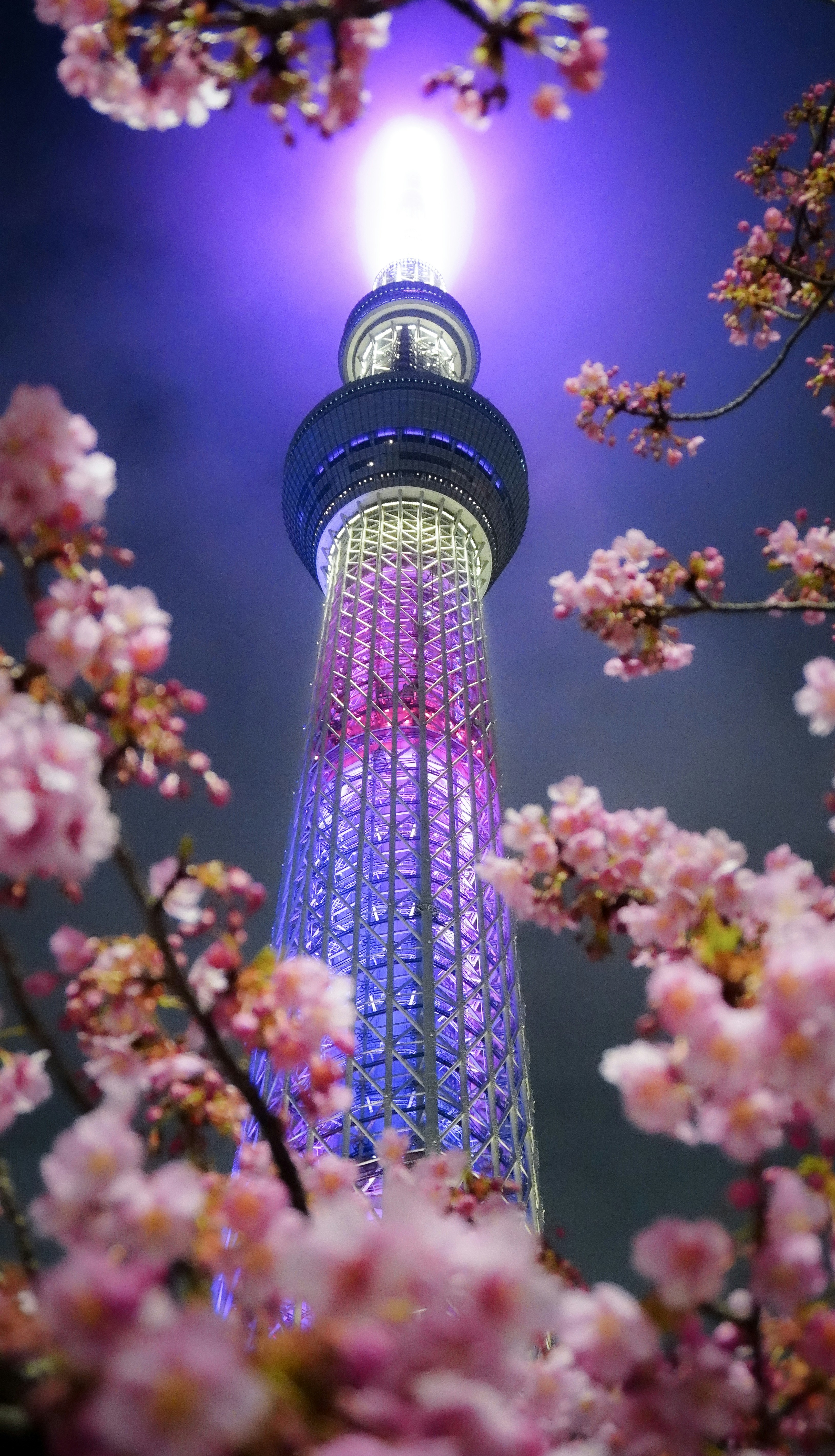 Neon Skytree Through Sakura: Night Portrait Framed by Blossoms