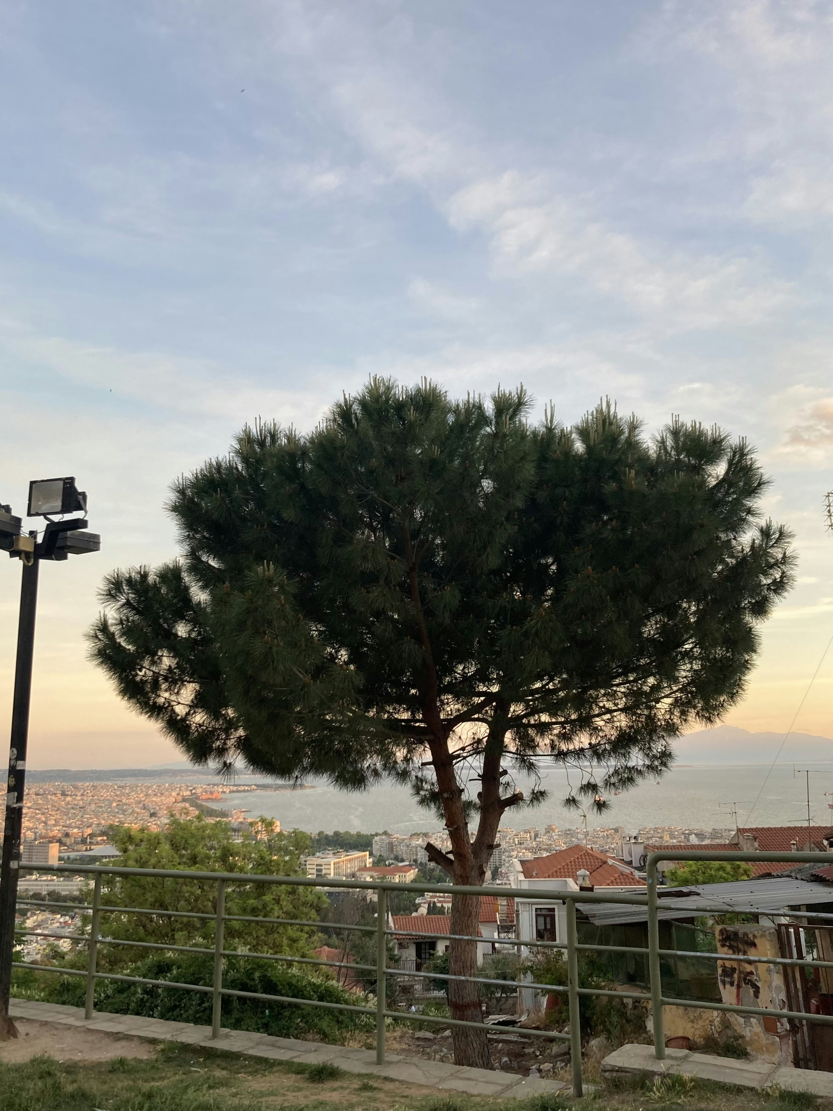 Coastal View Framed by a Central Pine