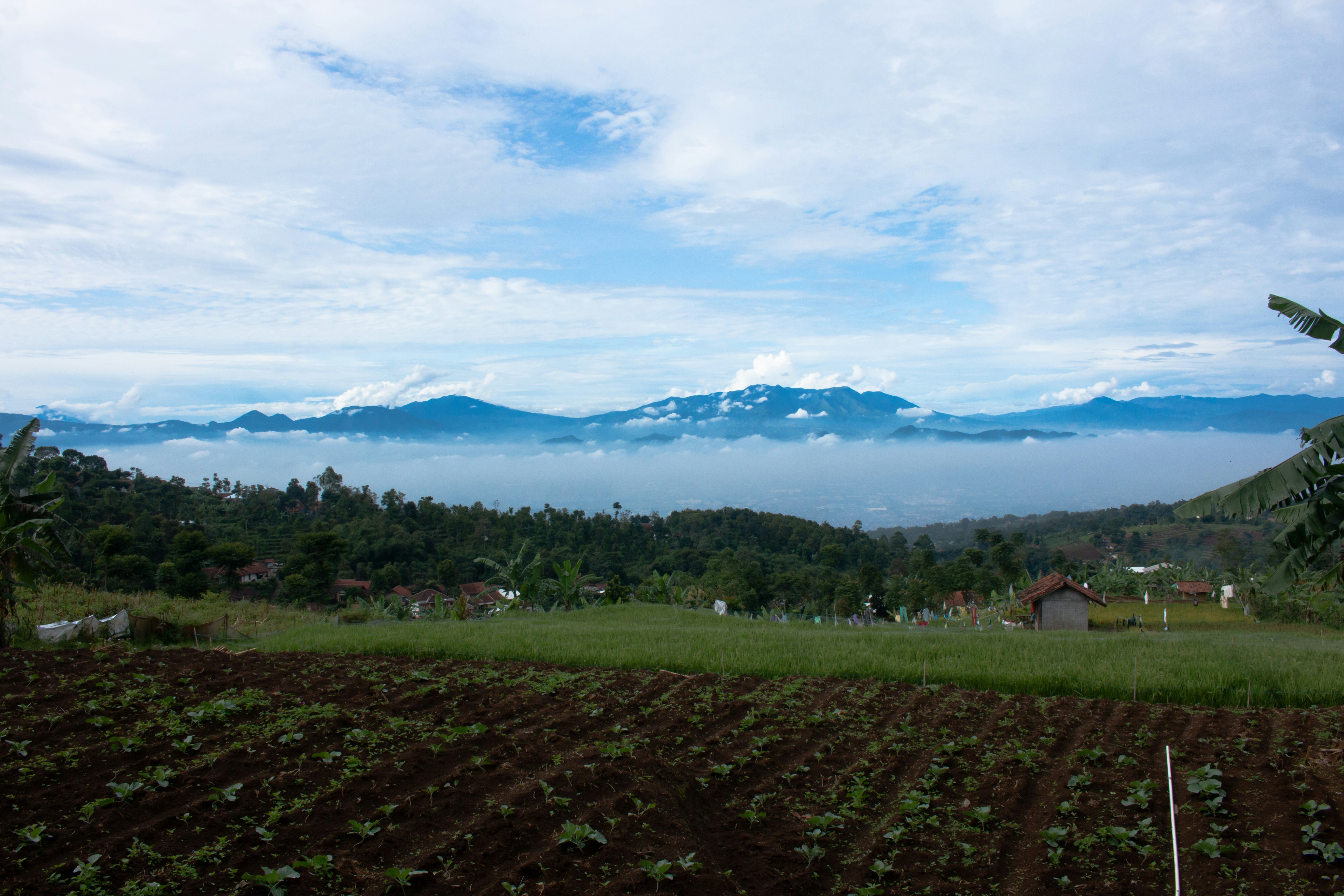 Wide angle scence of rice field front of mountain and blue sky with white clouds 