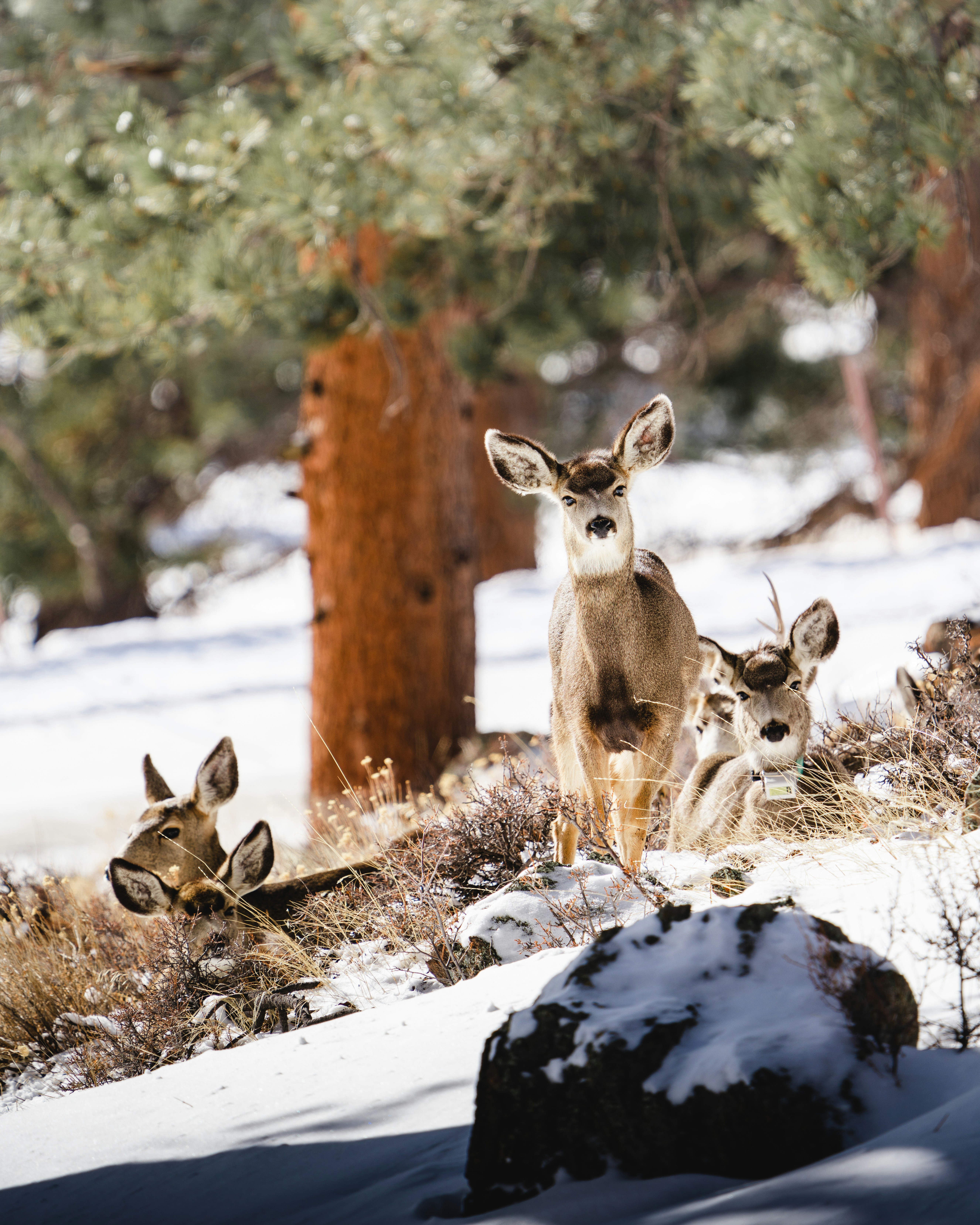 Winter Sentinel: A Deer Family Quietly Observes the Snow-Dusted Pines