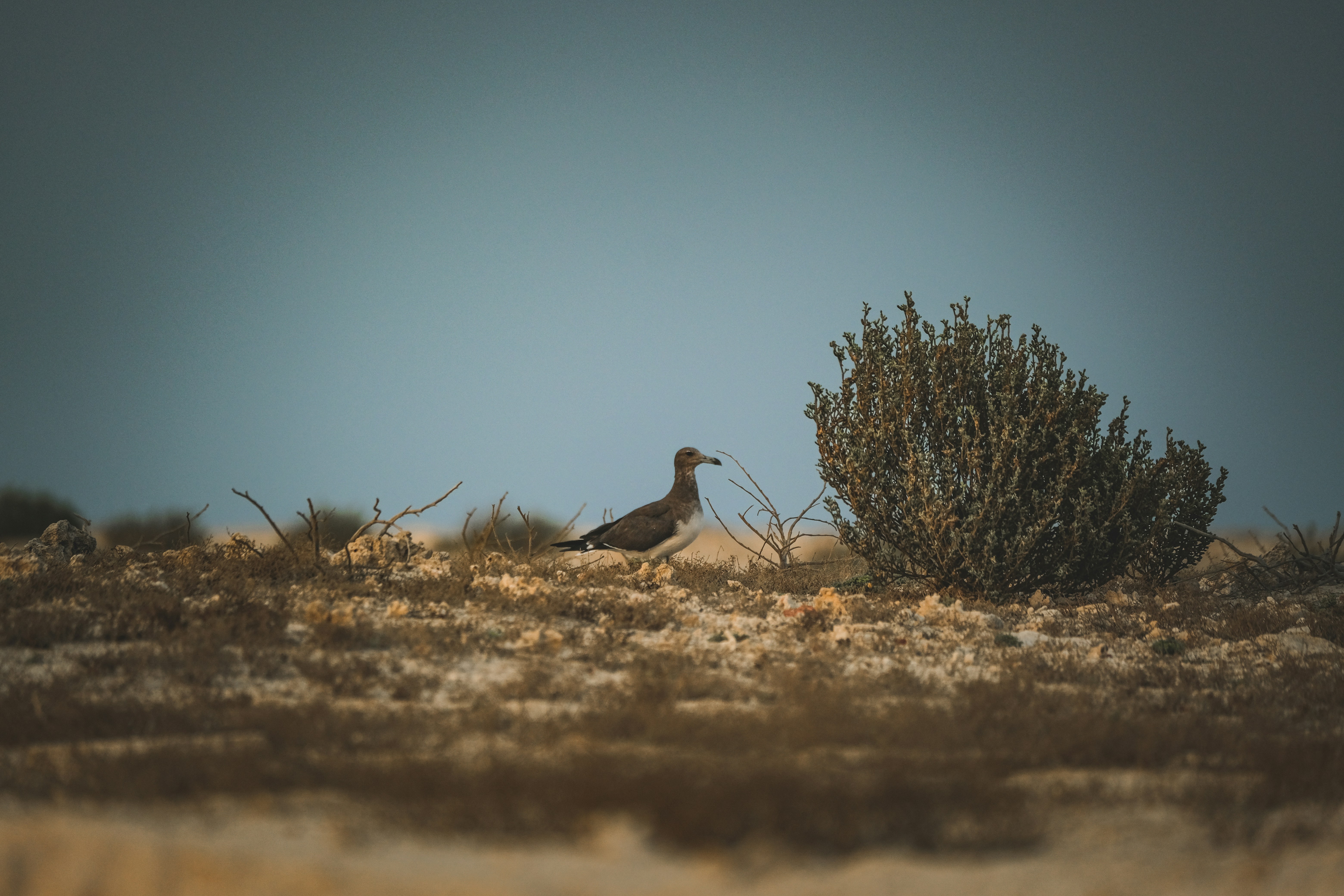 Long-billed Wanderer Crossing the Desert's Quiet Verge