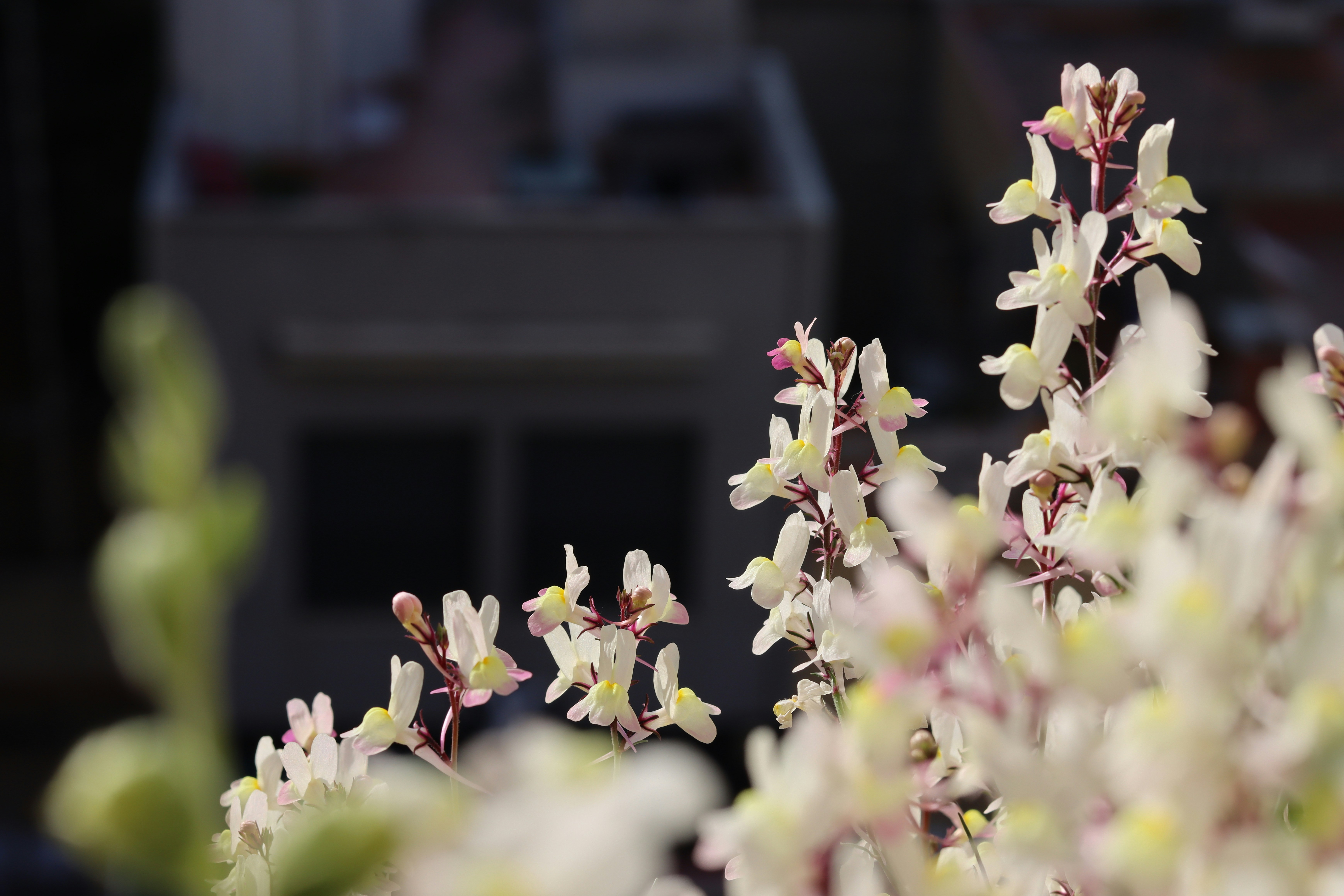 Petal Spotlight: Cream Flowers in Velvet Darkness