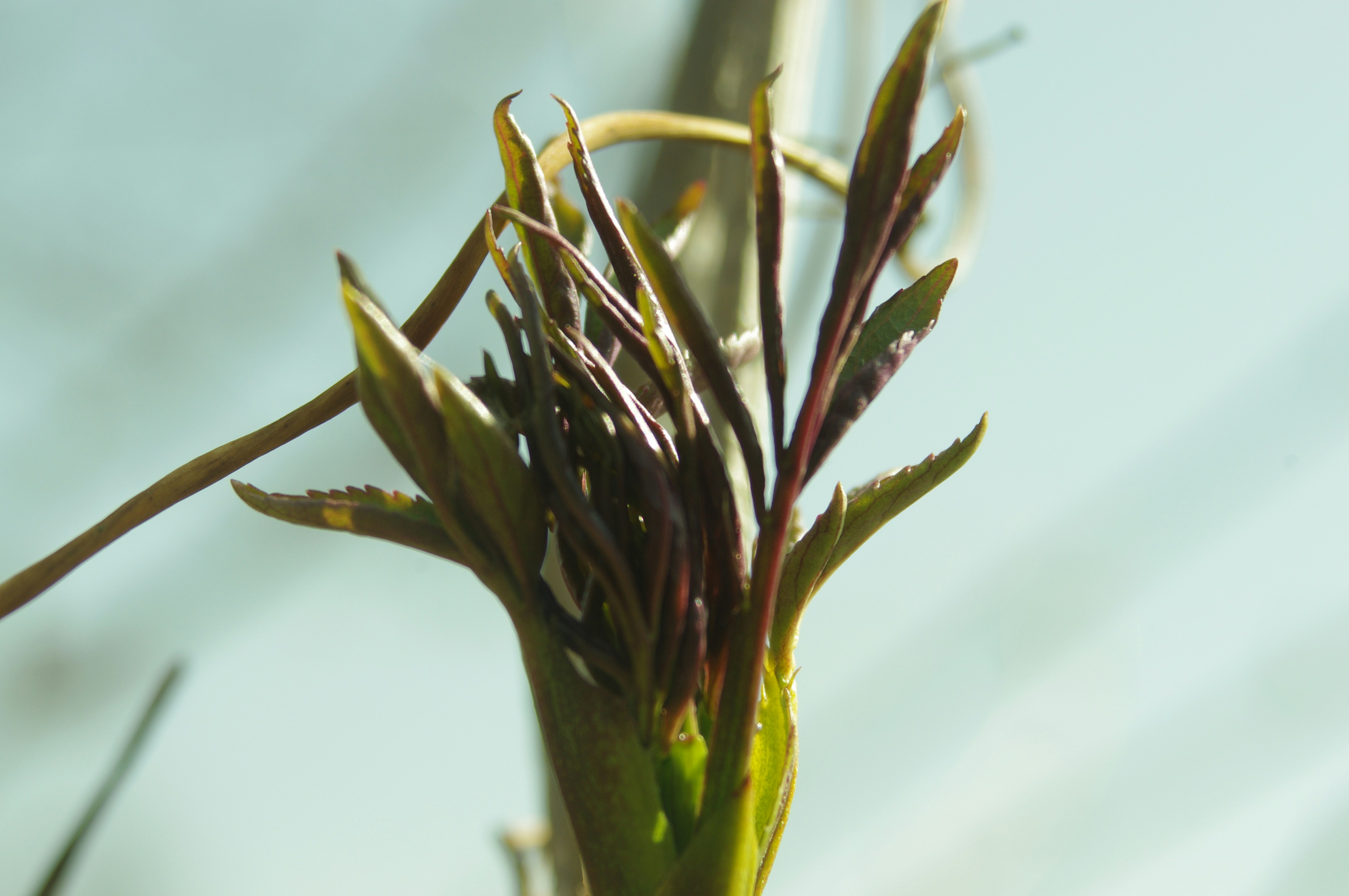 Close-up of a budding plant with intricate leaf structures against a soft background. The image captures the essence of spring's renewal.