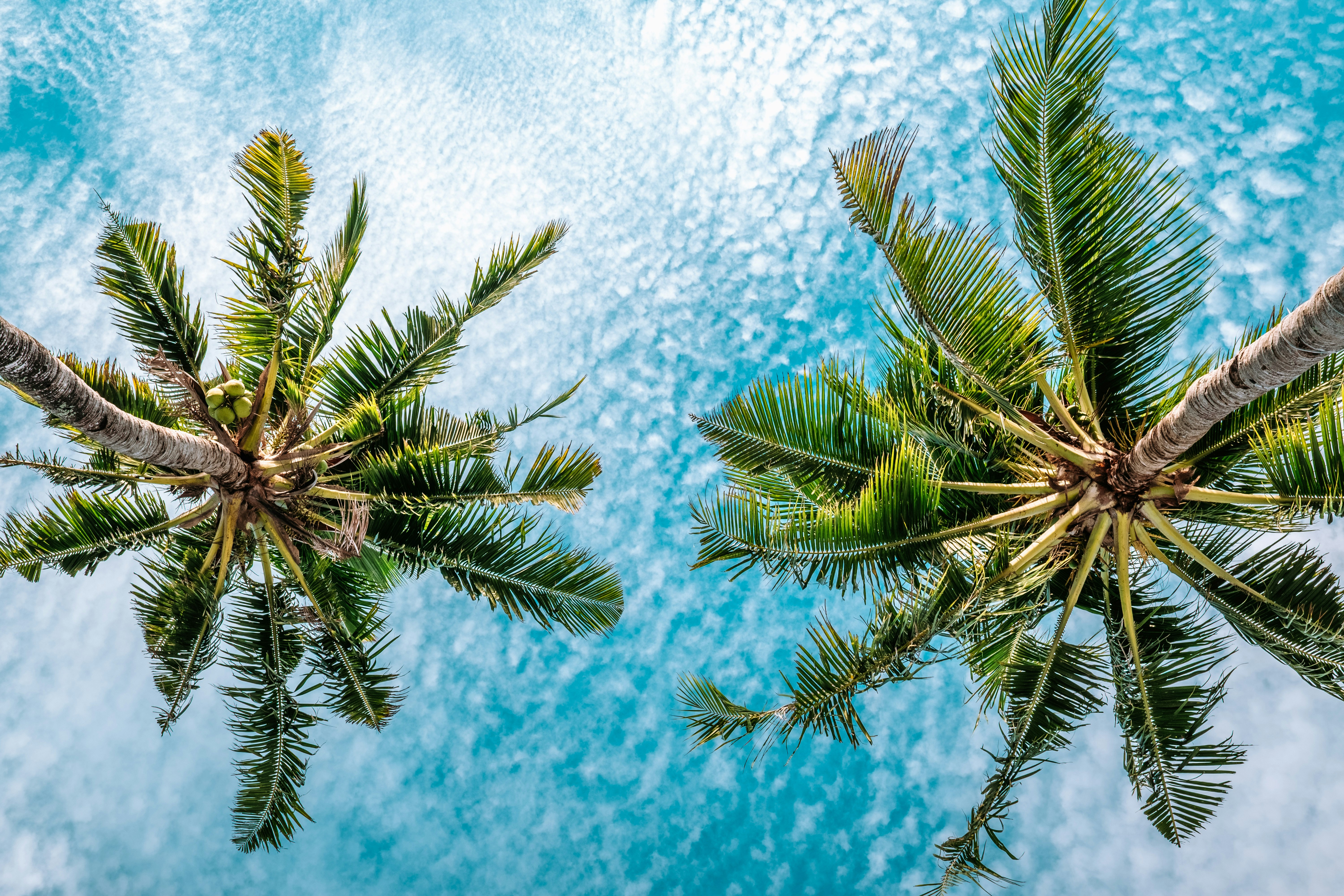 Tropical Skyline: Palm Fronds Framed Above a Turquoise Sea