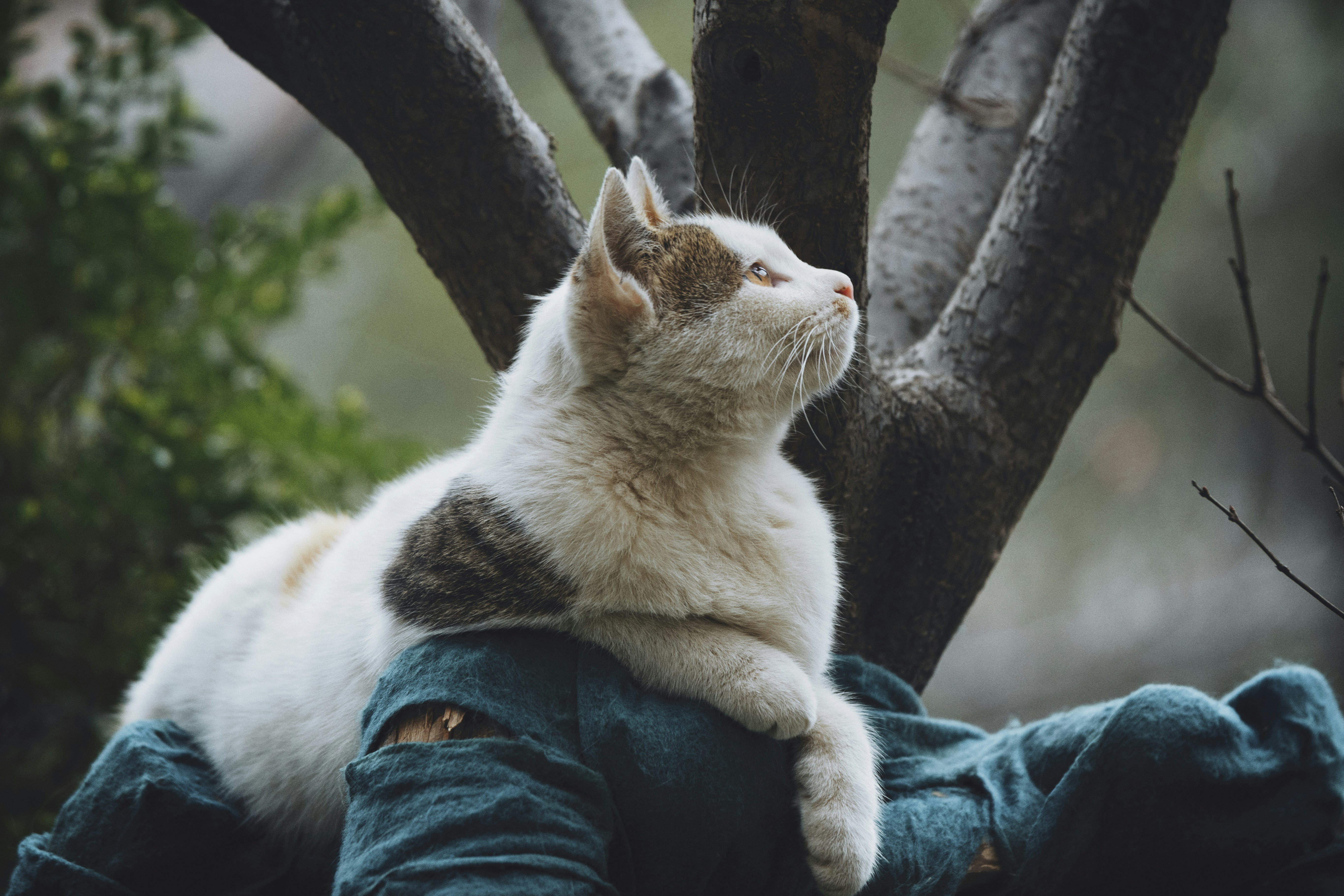 A serene cat perched on a blue fabric, gazing thoughtfully at the surroundings, framed by the soft focus of tree branches. 