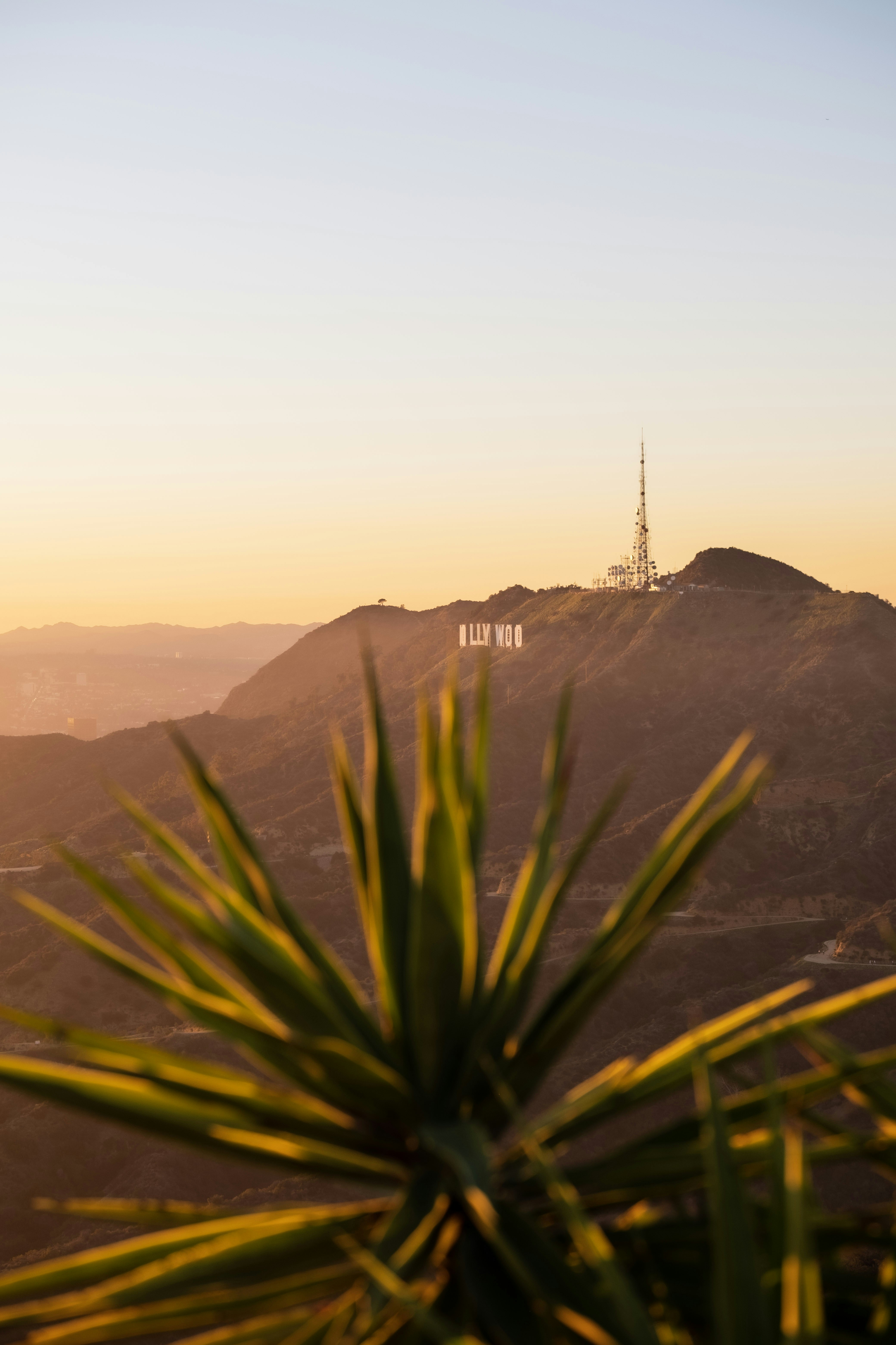 Hollywood sign partially obscured by desert flora at sunset, showcasing the blend of nature and urban landmarks.