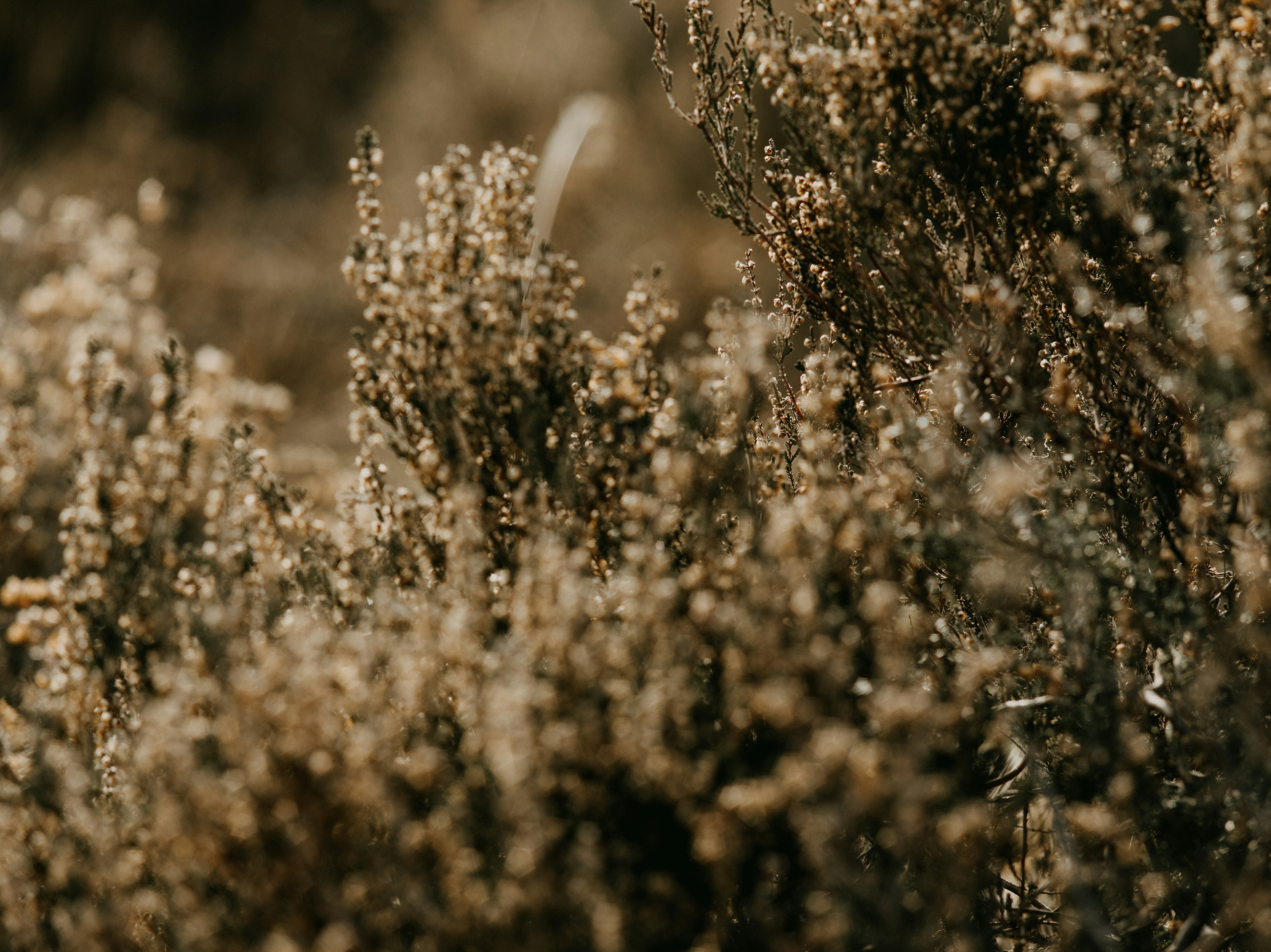 A bush with lots of small brown flowers photo – Free Winter Image on ...