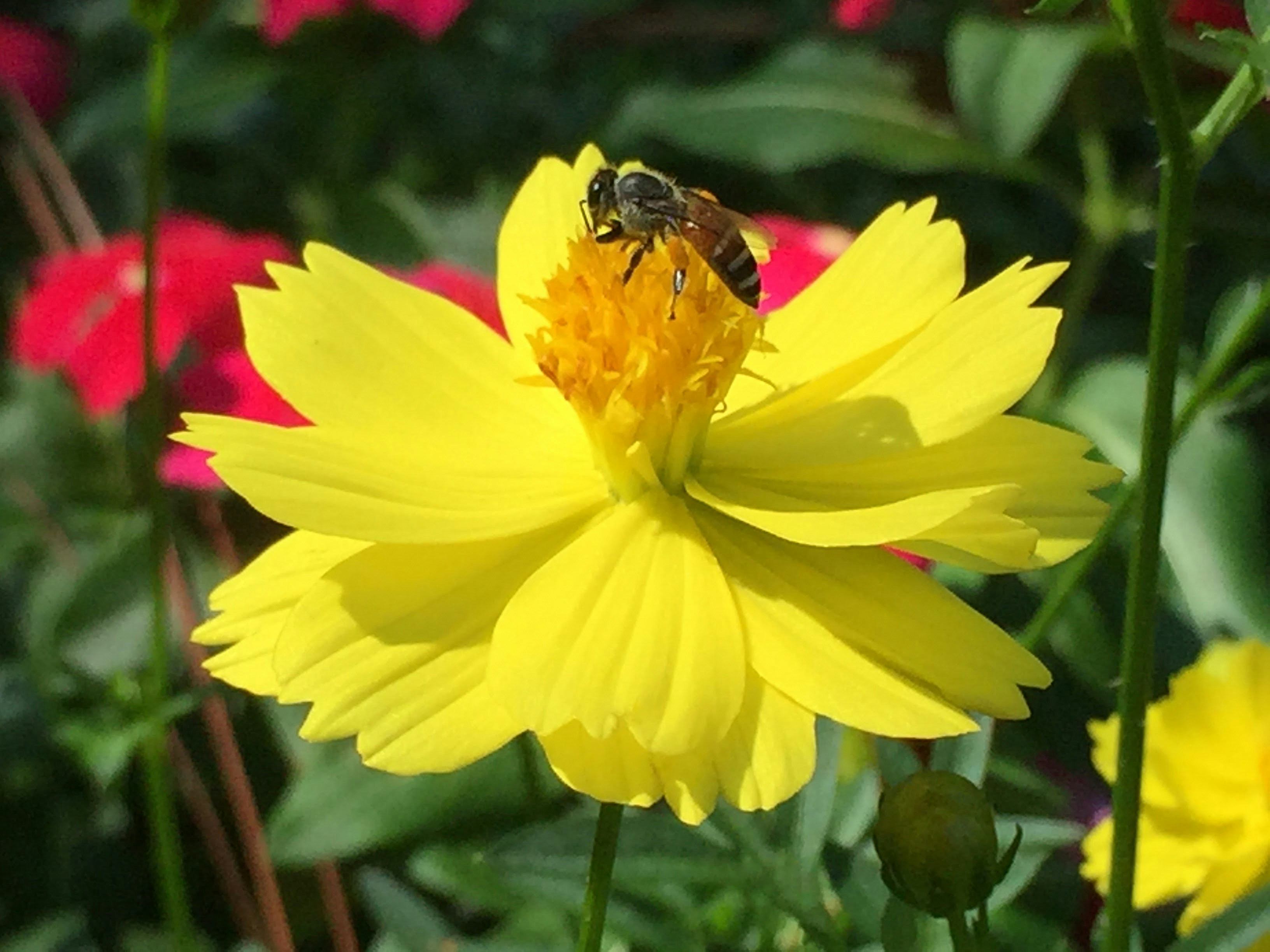 a bee sitting on top of a yellow flower