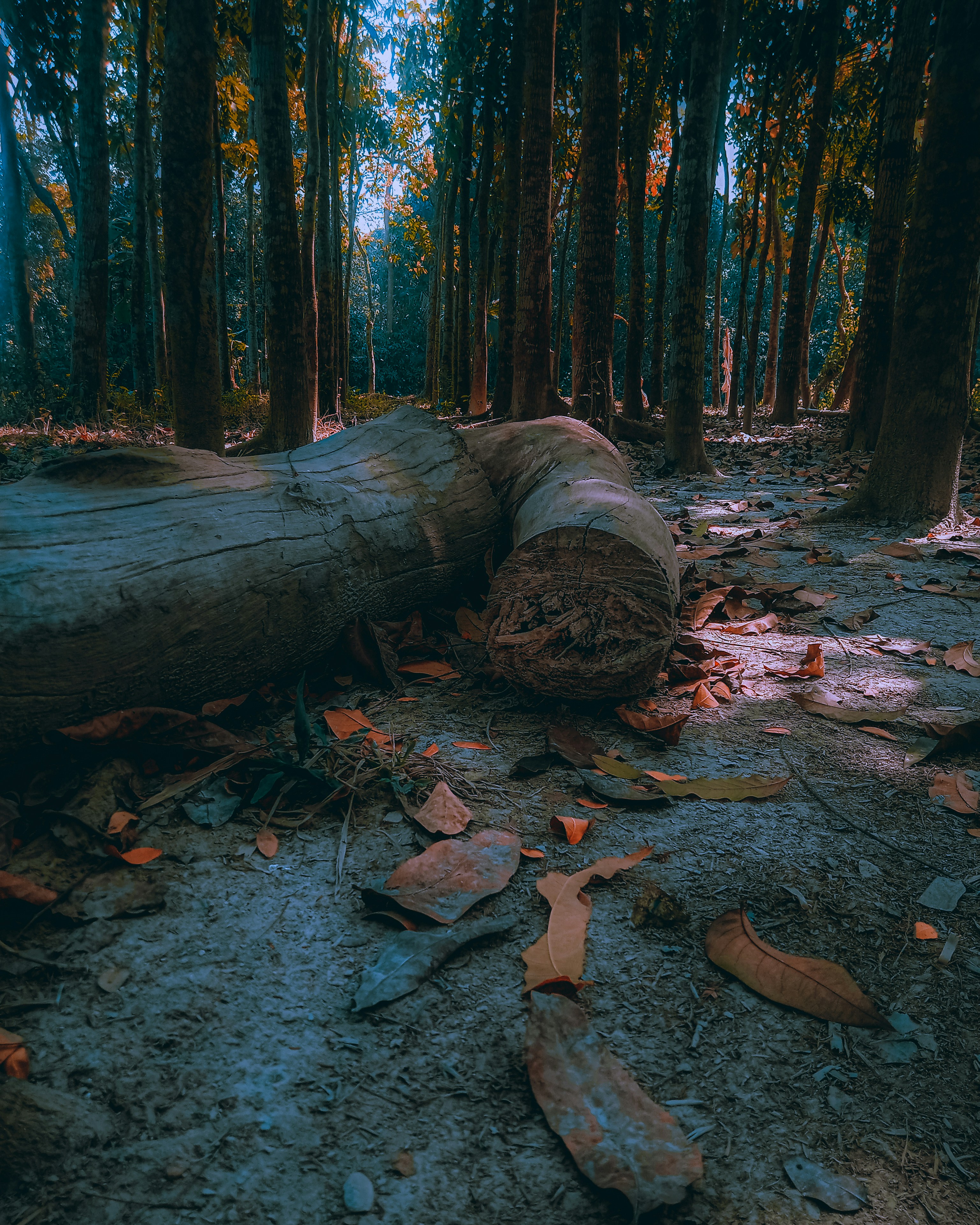 A fallen tree laying on the ground in a forest photo – Free Kenya Image ...
