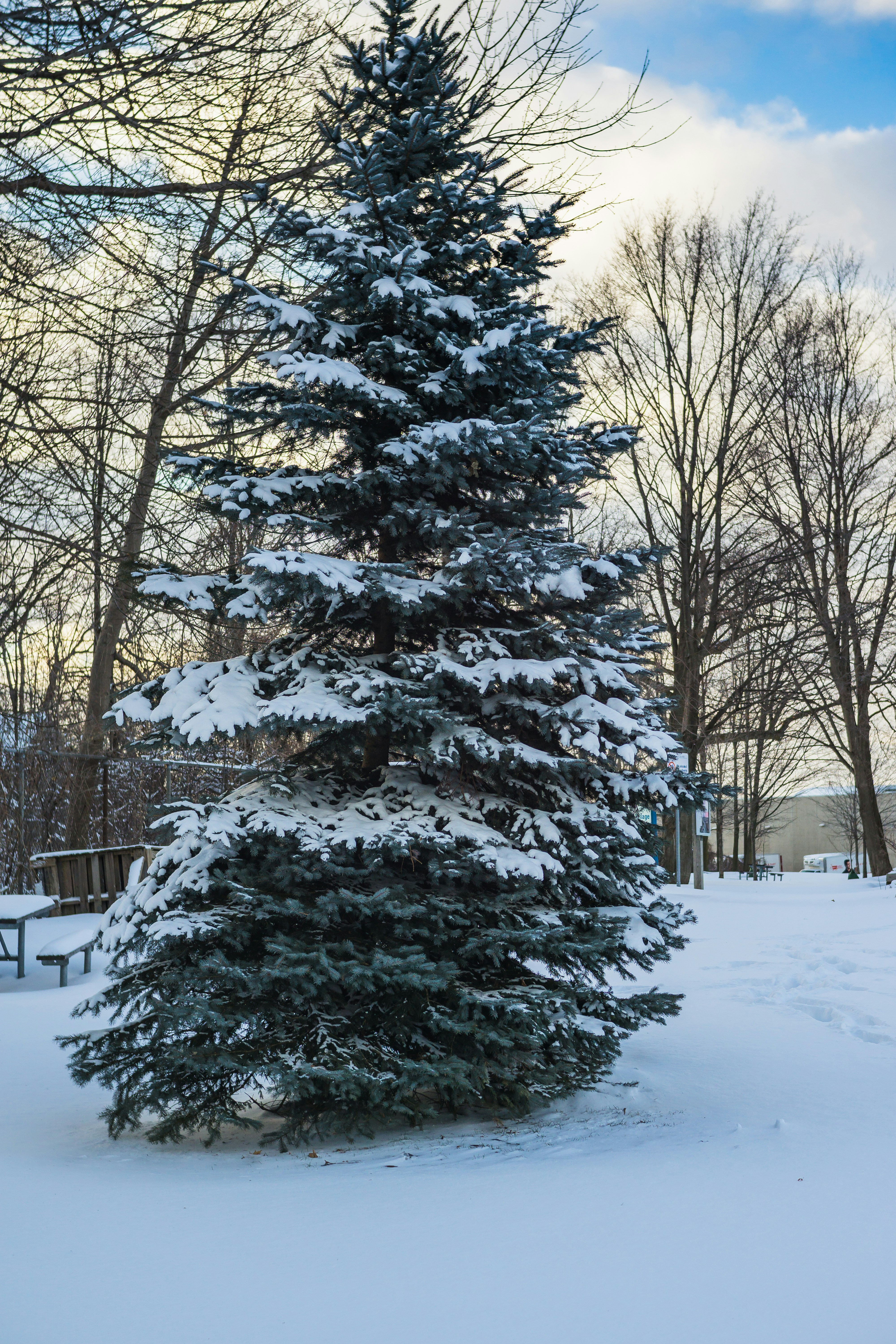 Snowbound Sentinel: A Snow-Draped Evergreen in a Quiet Winter Park