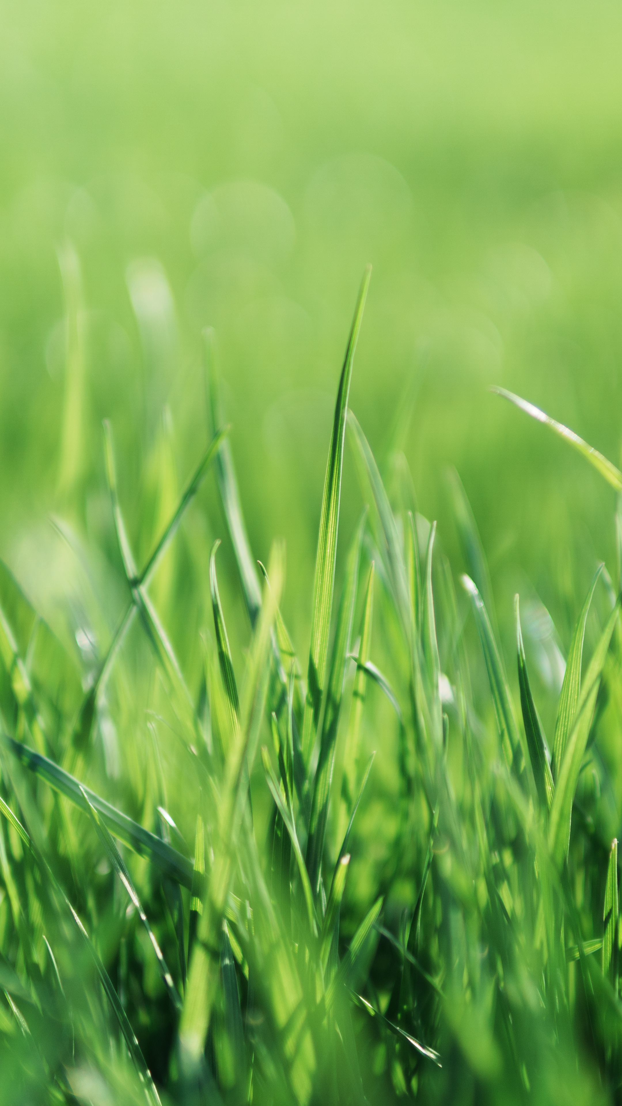 A close up of some green grass with a blurry background photo – Free ...