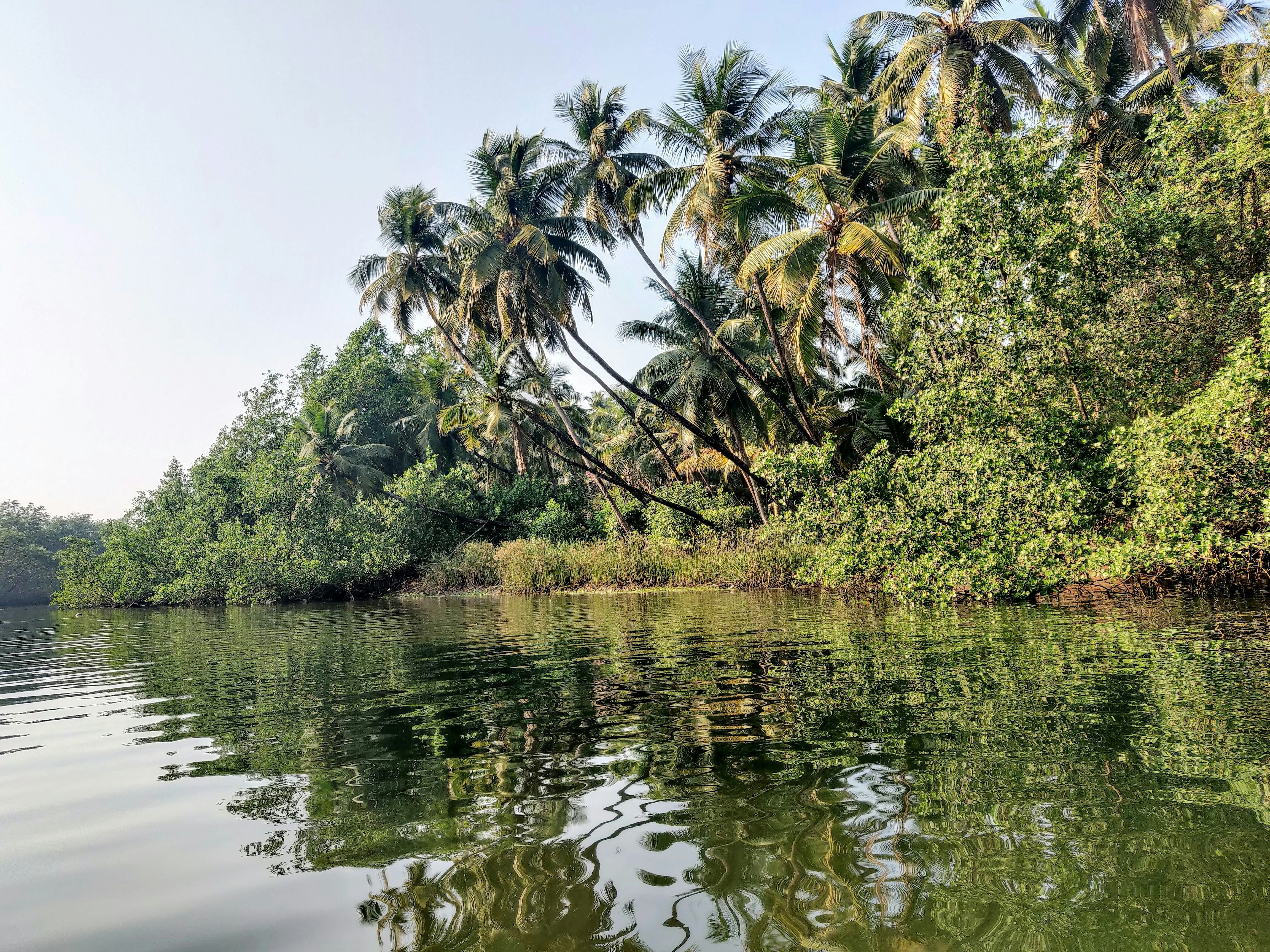 Palm trees and lush greenery reflected in calm water under a clear sky.