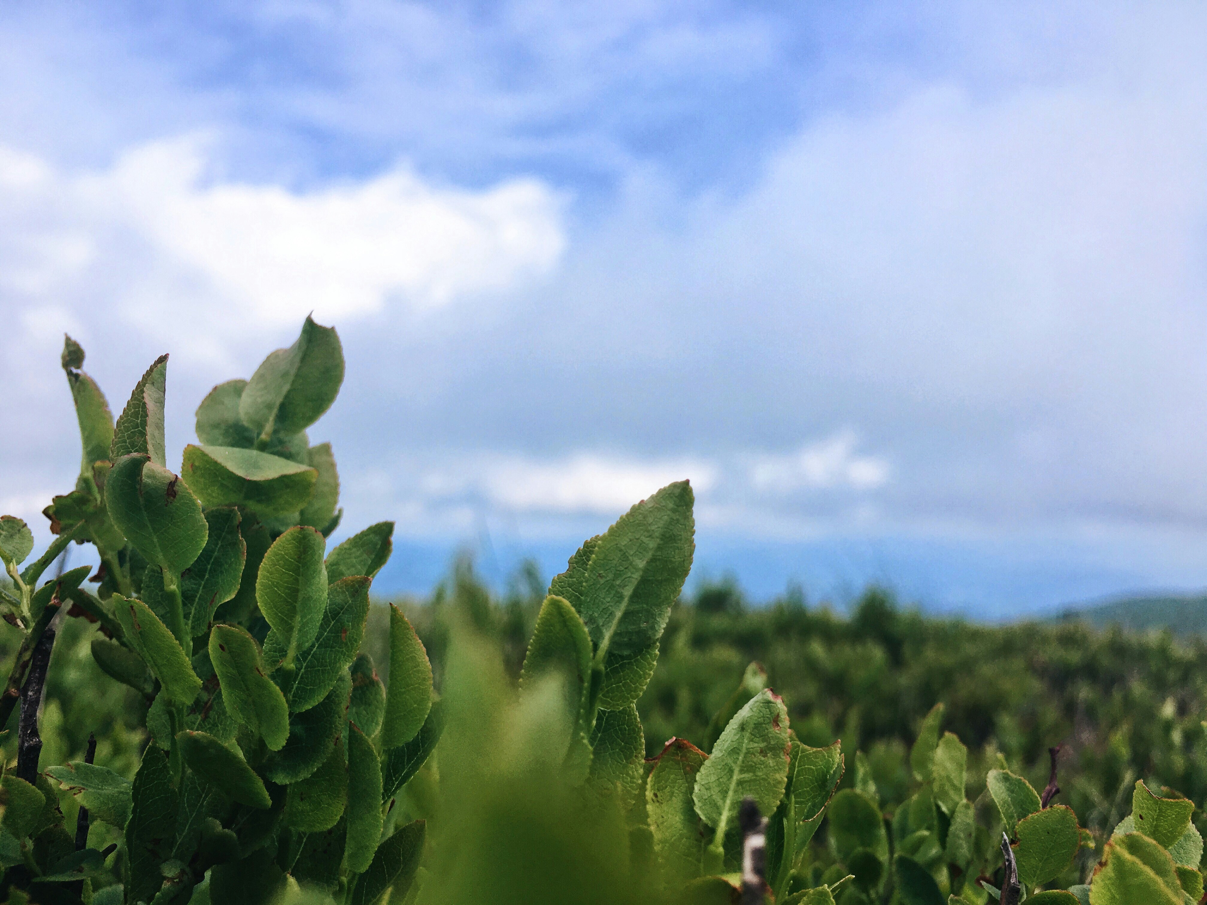 Lush Foreground Leaves Framing a Quiet Sky