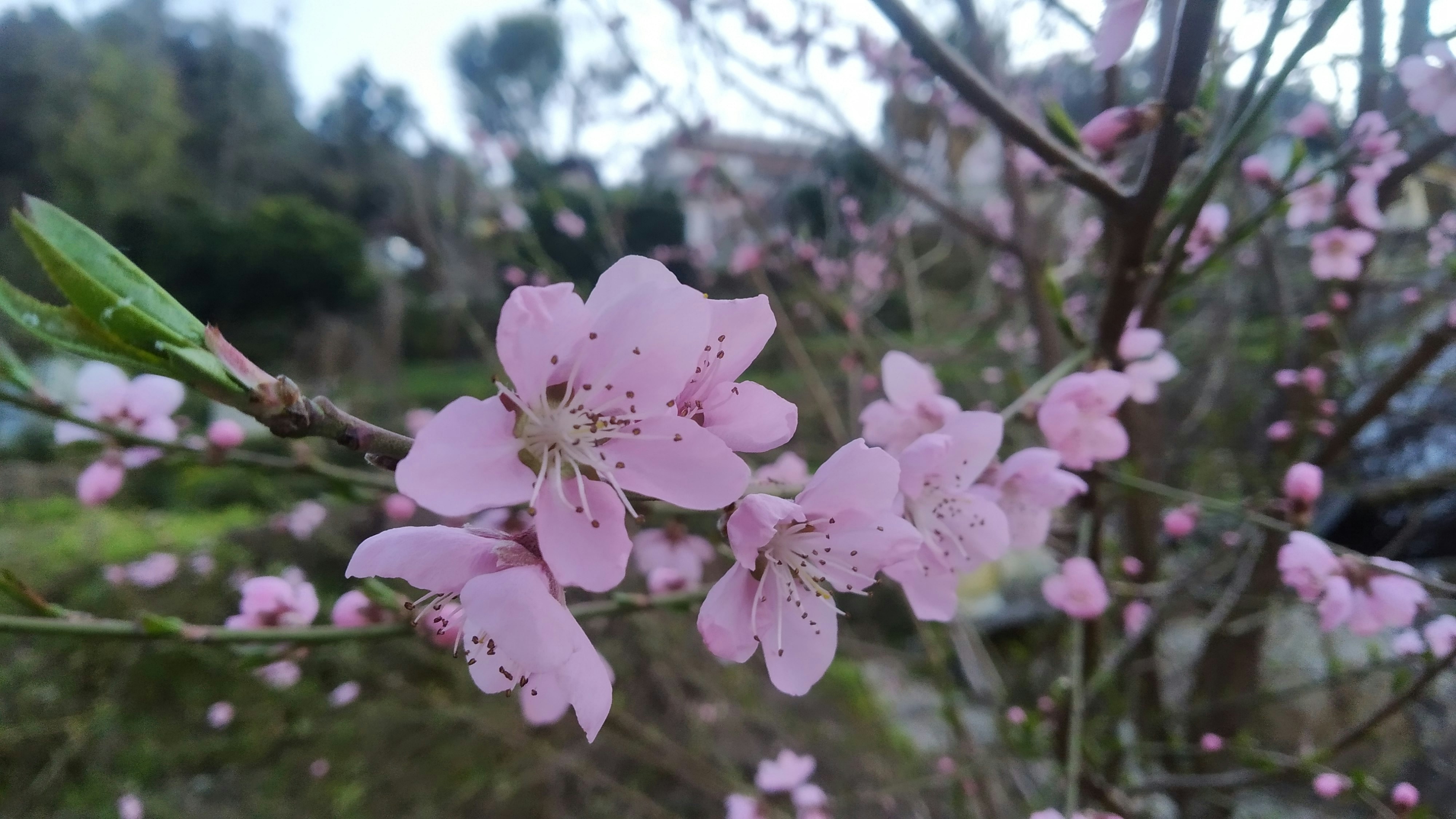 Delicate pink blossoms adorn a branch, signaling the arrival of spring in a serene garden setting.