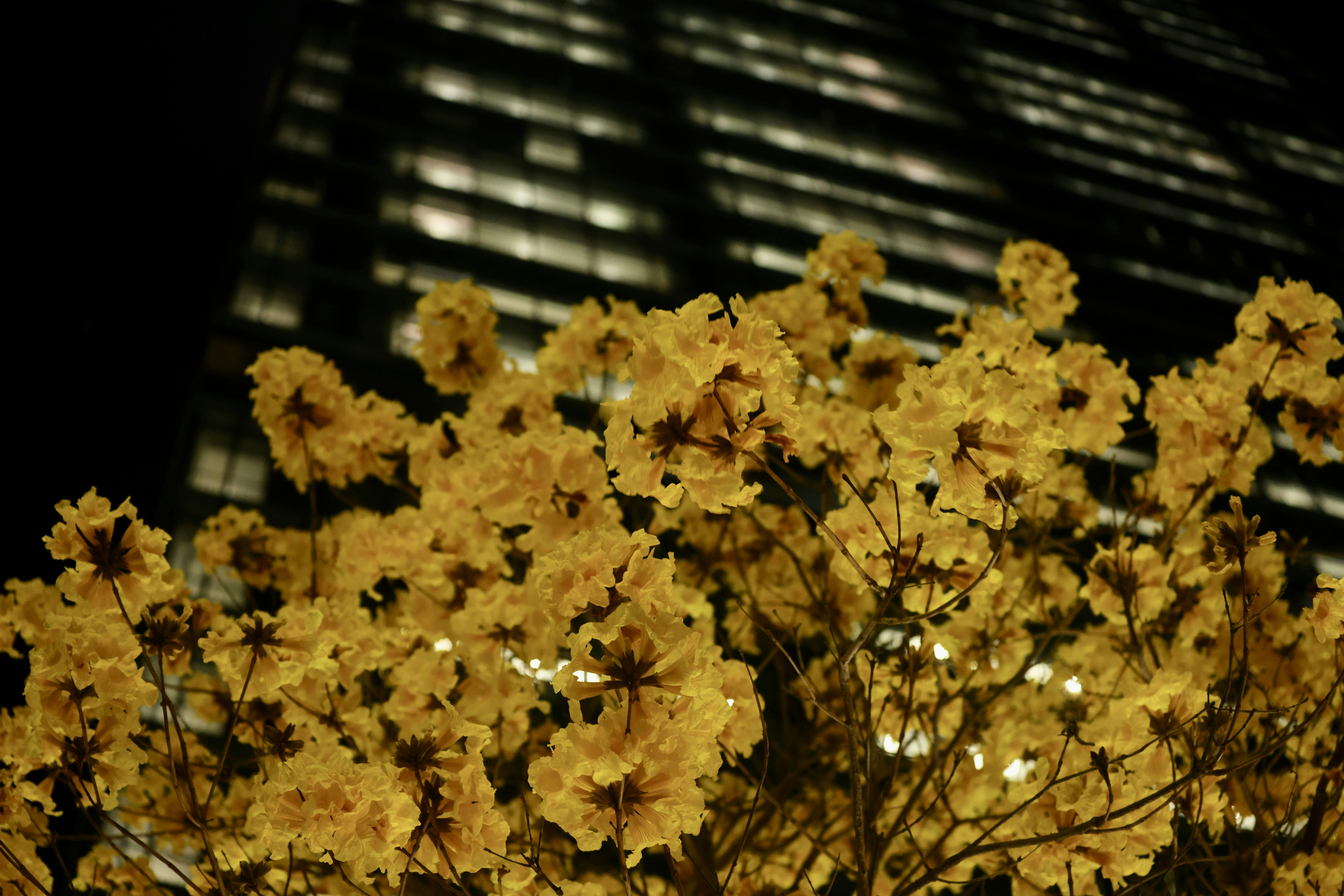 a tree with yellow flowers in front of a tall building