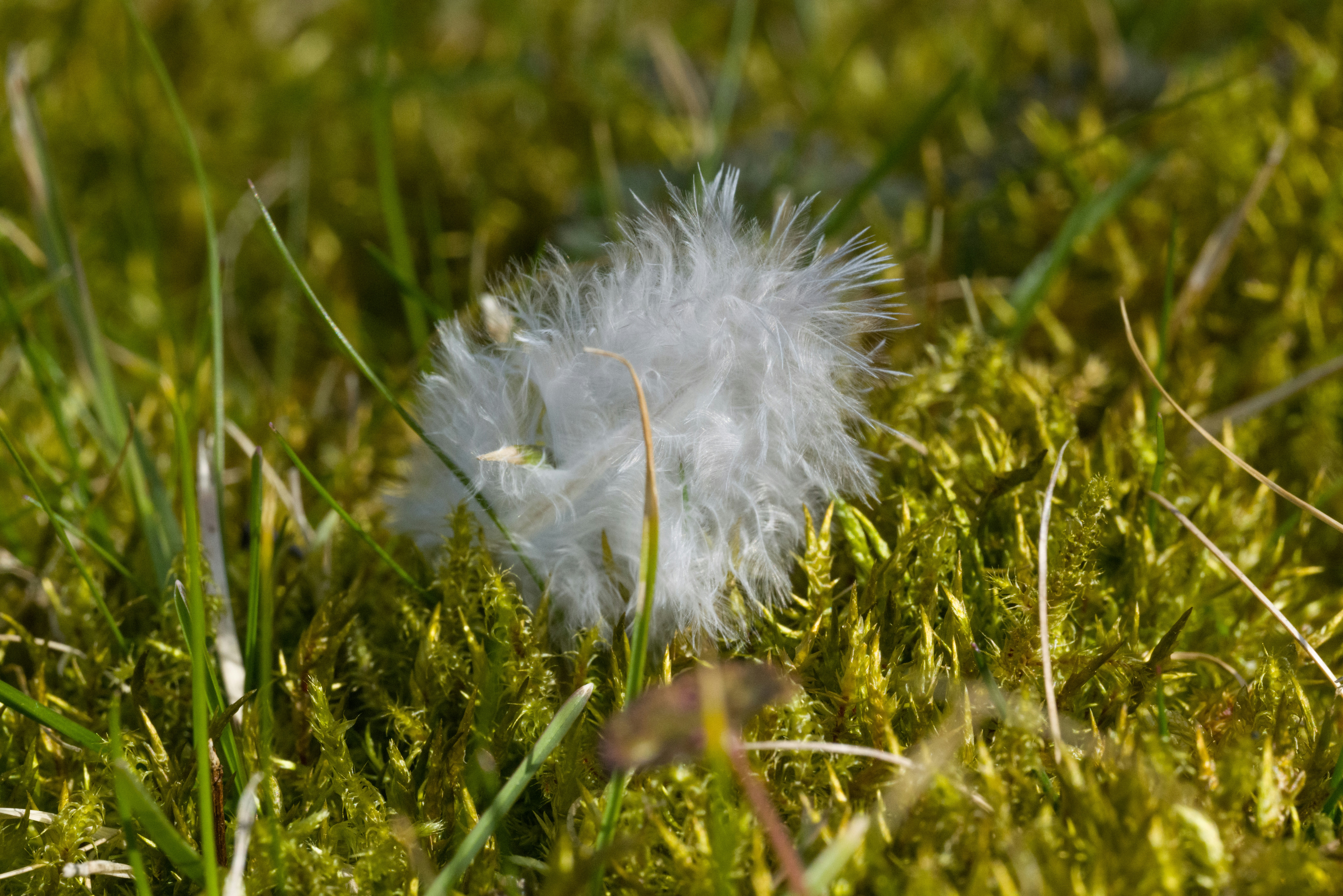 down feather | a dandelion sitting in the grass on a sunny day