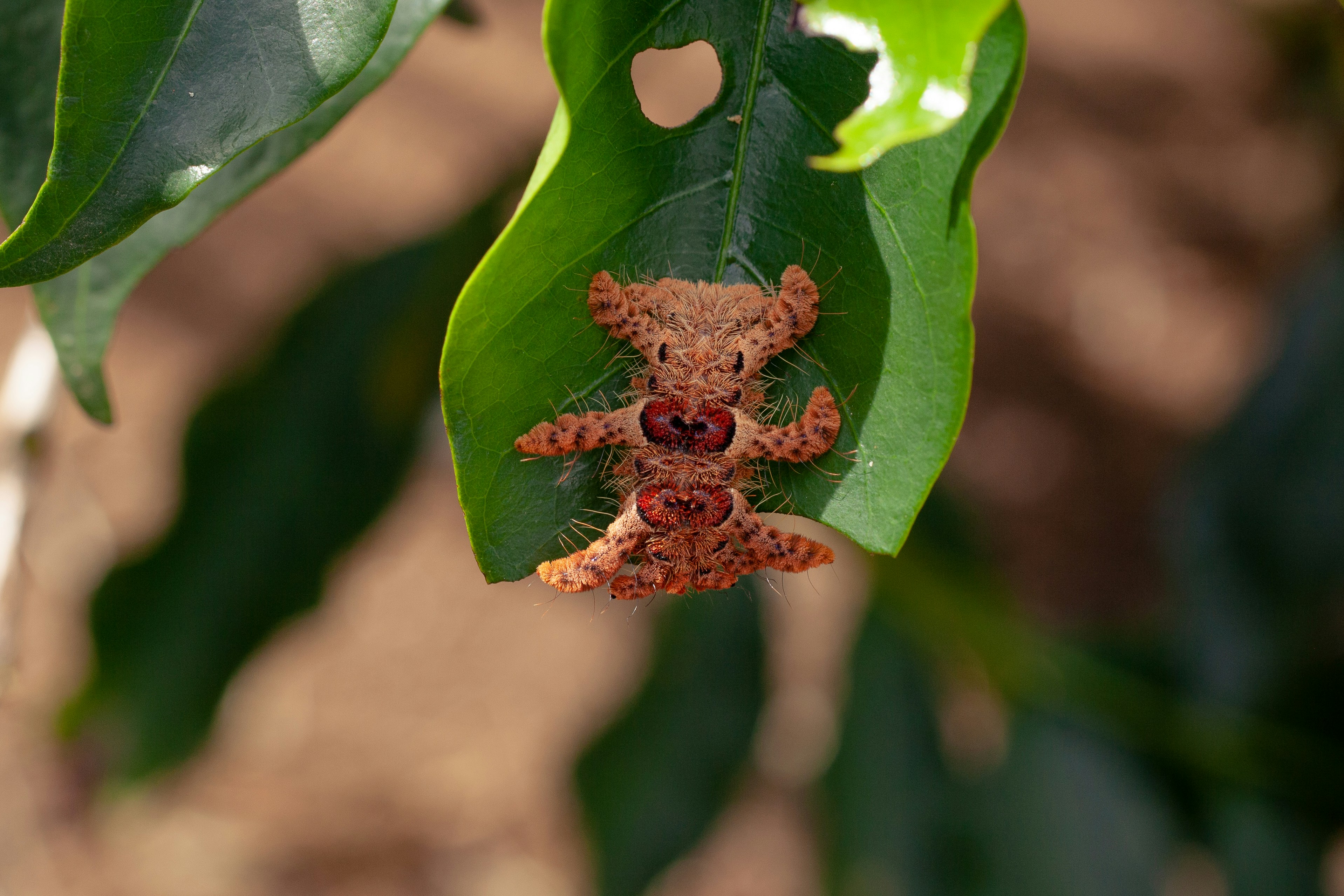 Dual Camouflage: A Mirrored Pair of Moths on a Sunlit Leaf