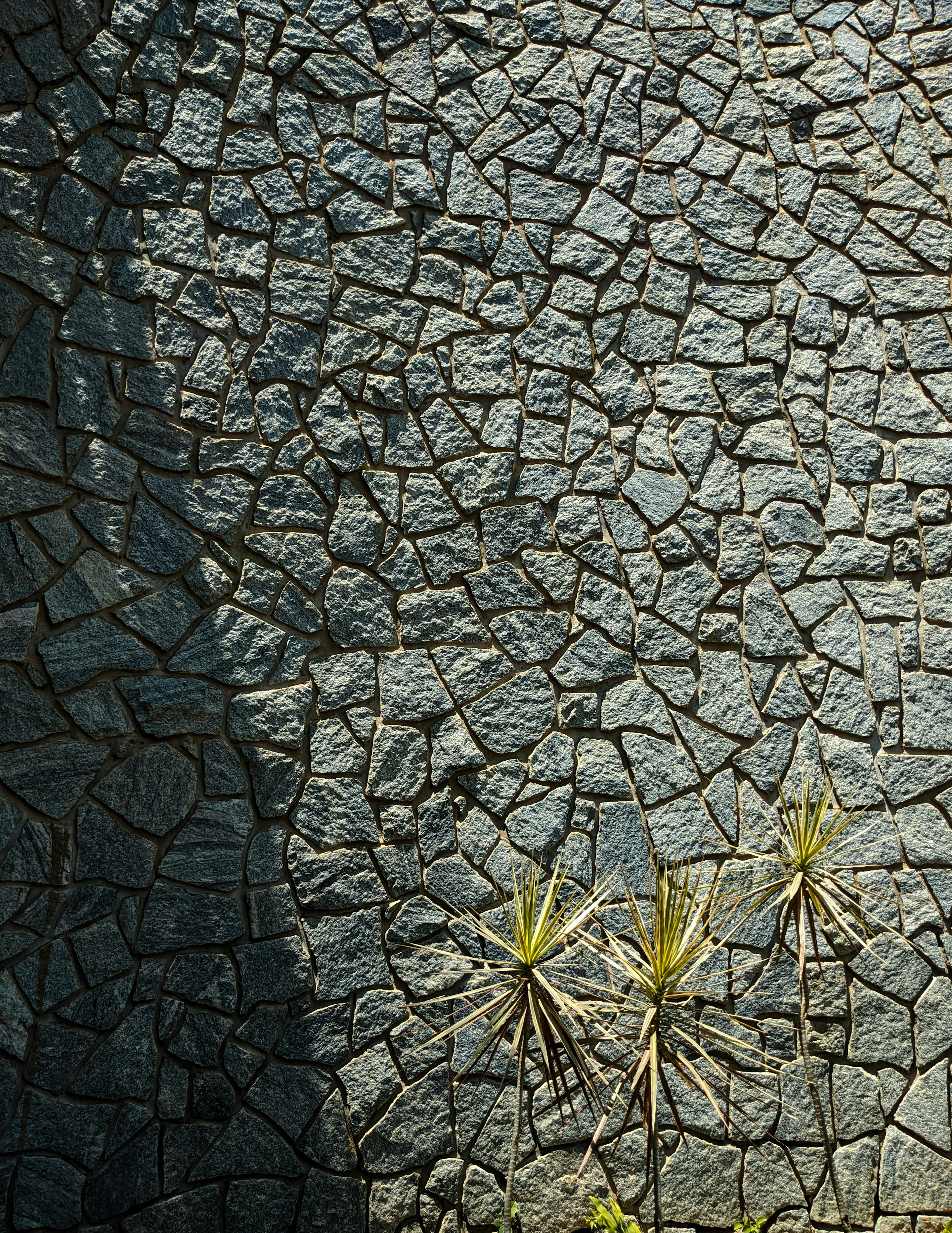 Sunlit Tufts on a Cracked Stone Canvas