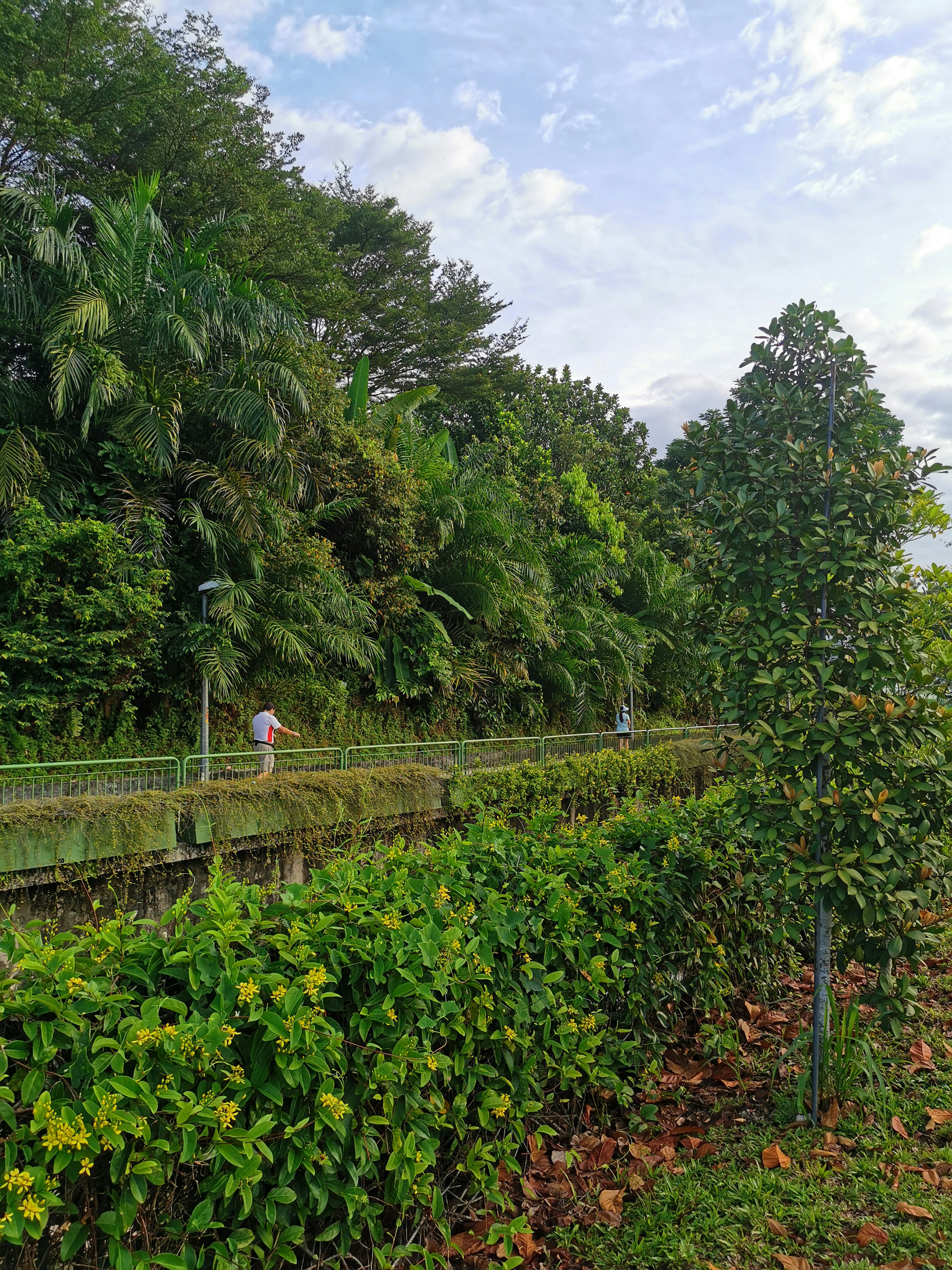 Verdant Promenade Under a Canopy: A Quiet Garden Walk