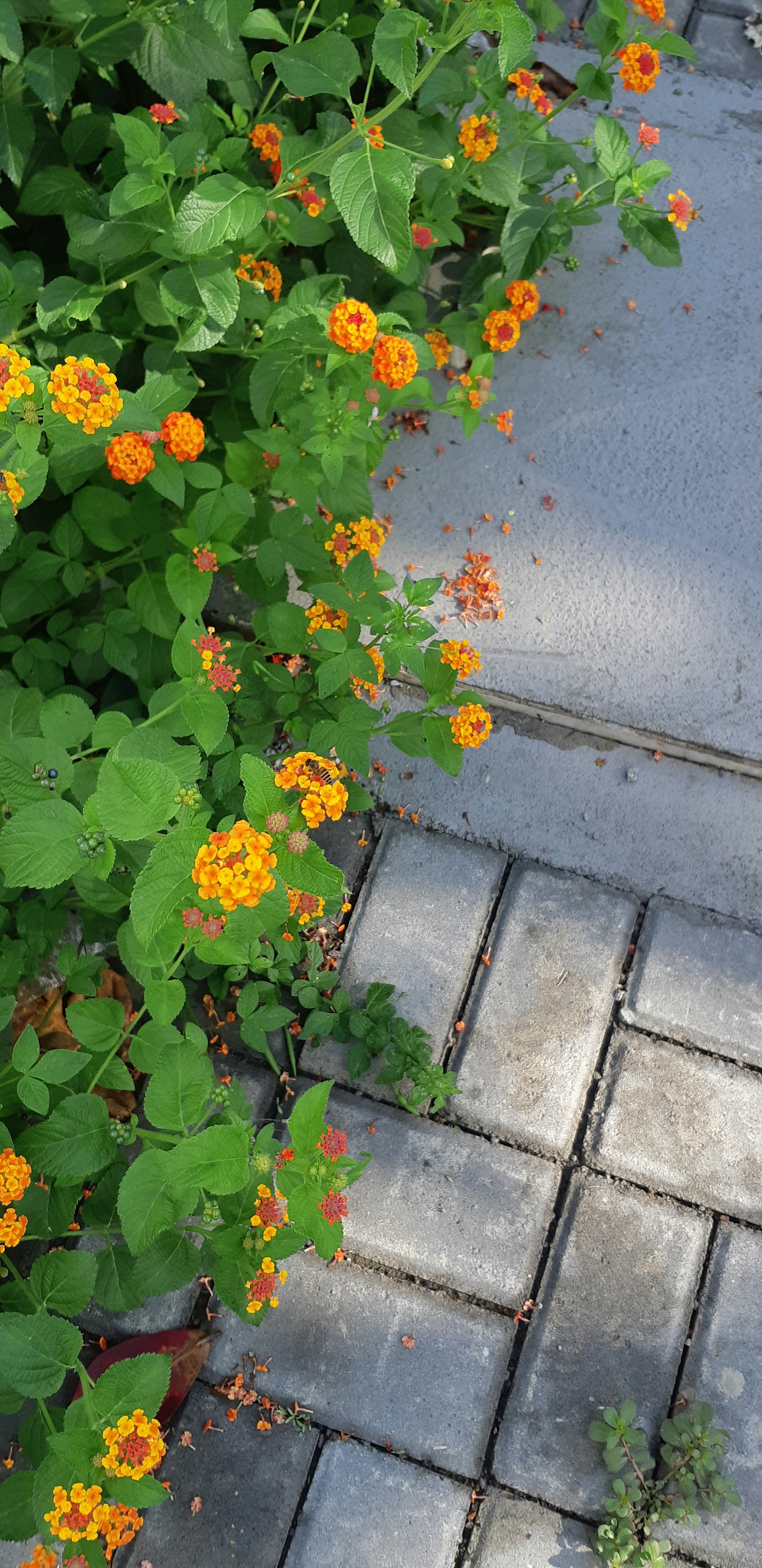 Flowing clusters of orange lantana bloom along the edge of a grey concrete path, framed by lush green leaves. This photograph highlights a vibrant plant border beside an urban walkway.