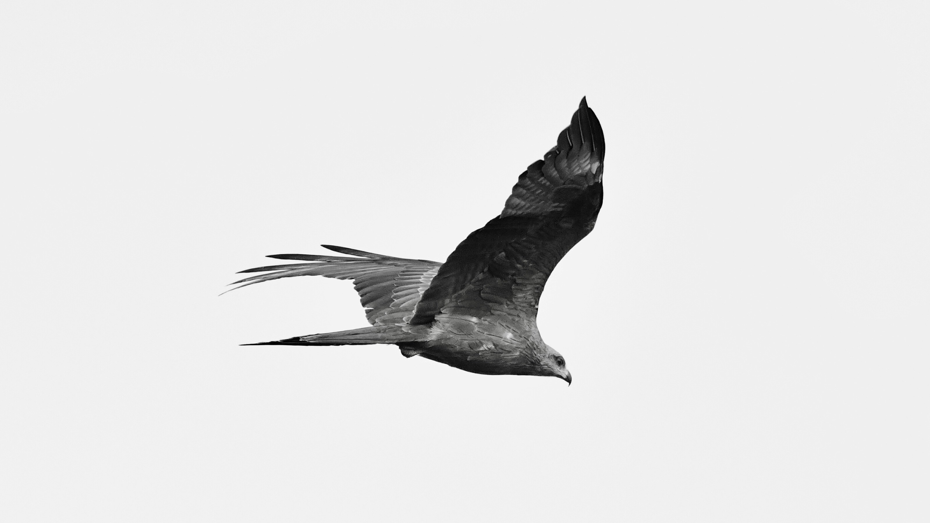 Midflight silhouette: a lone raptor cutting through pale skies