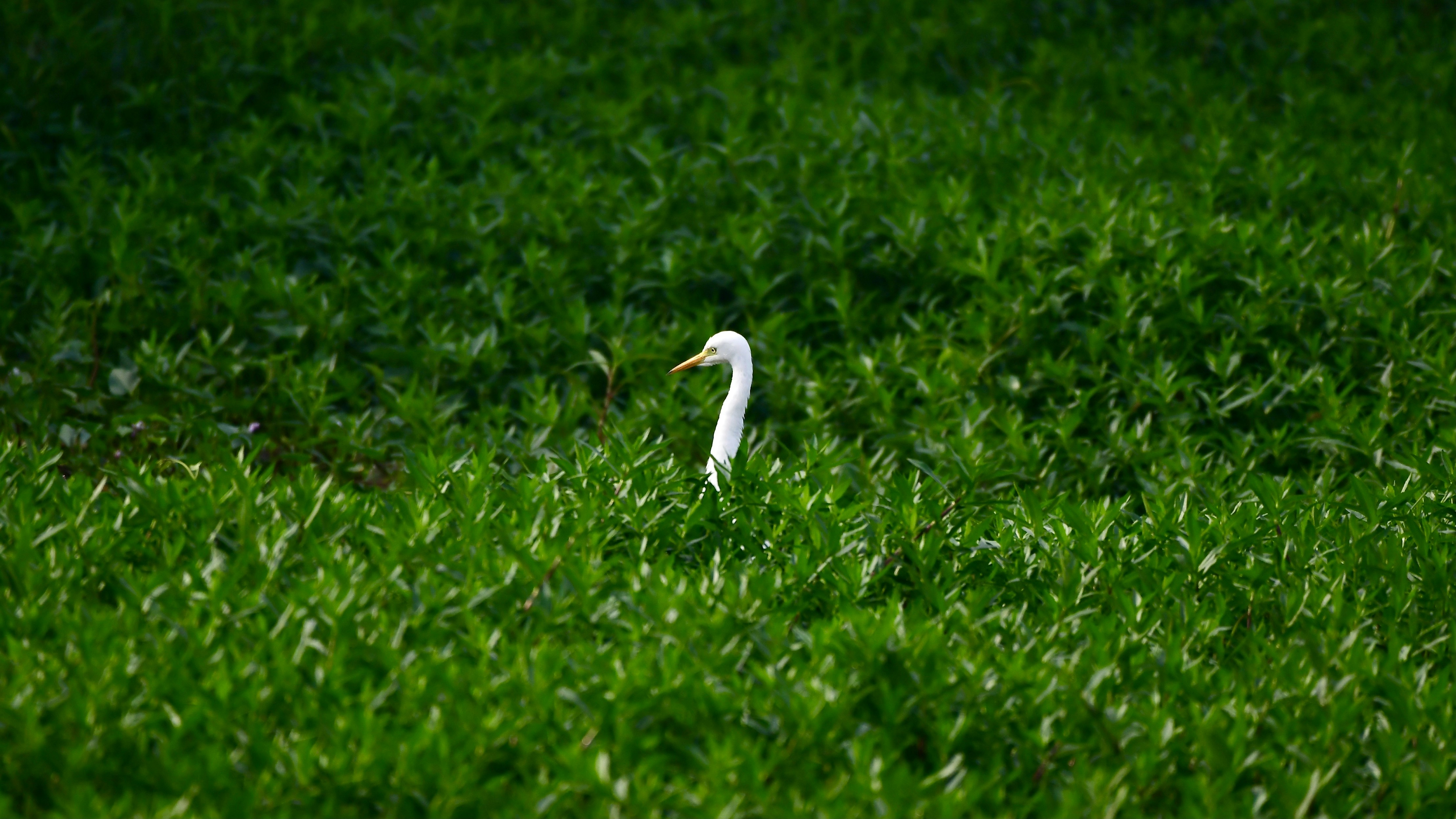 Solitary Egret in a Sea of Emerald Green