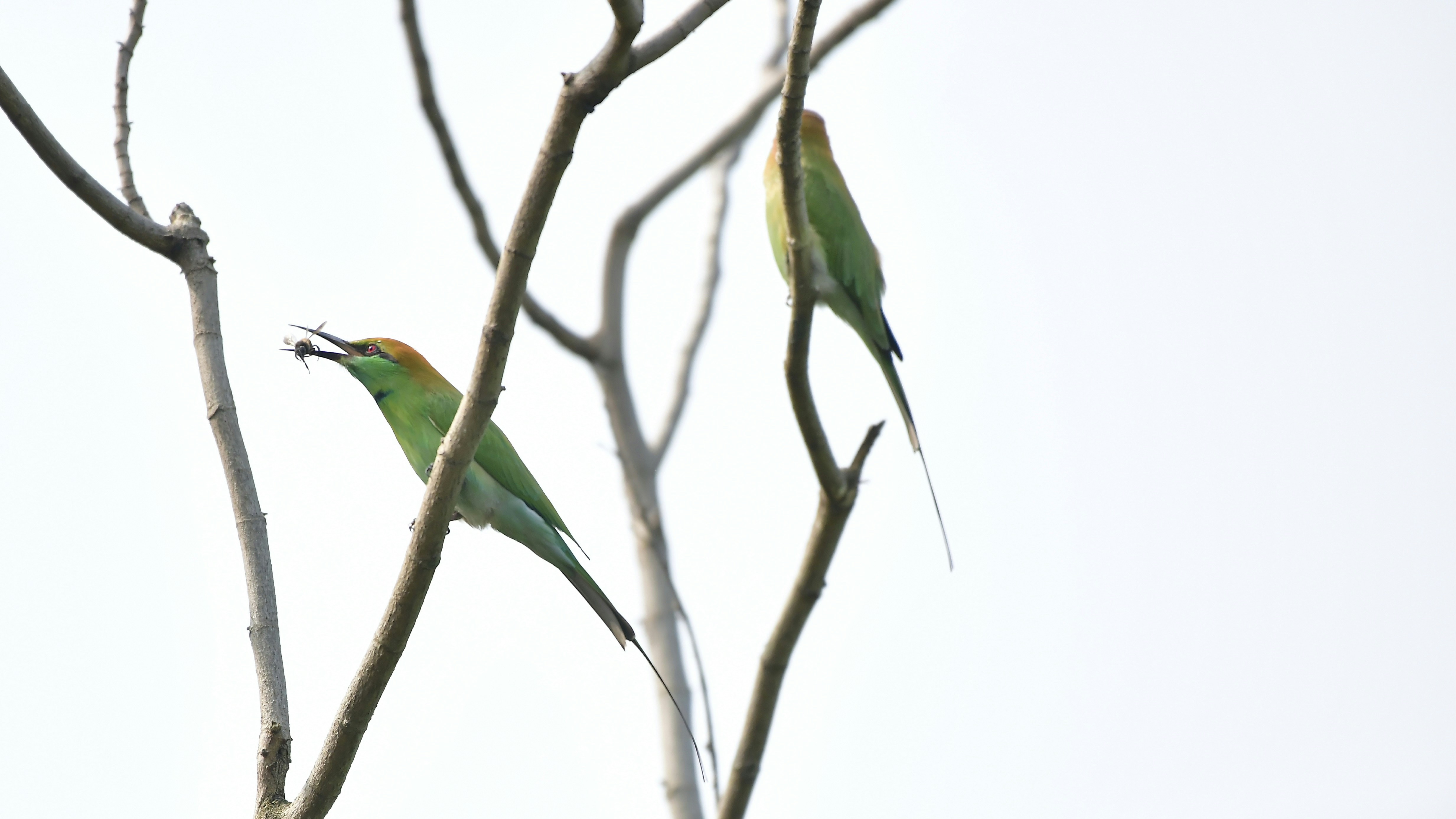 Two green bee-eaters perched on bare branches, one holding an insect in its beak, showcasing their hunting prowess.
