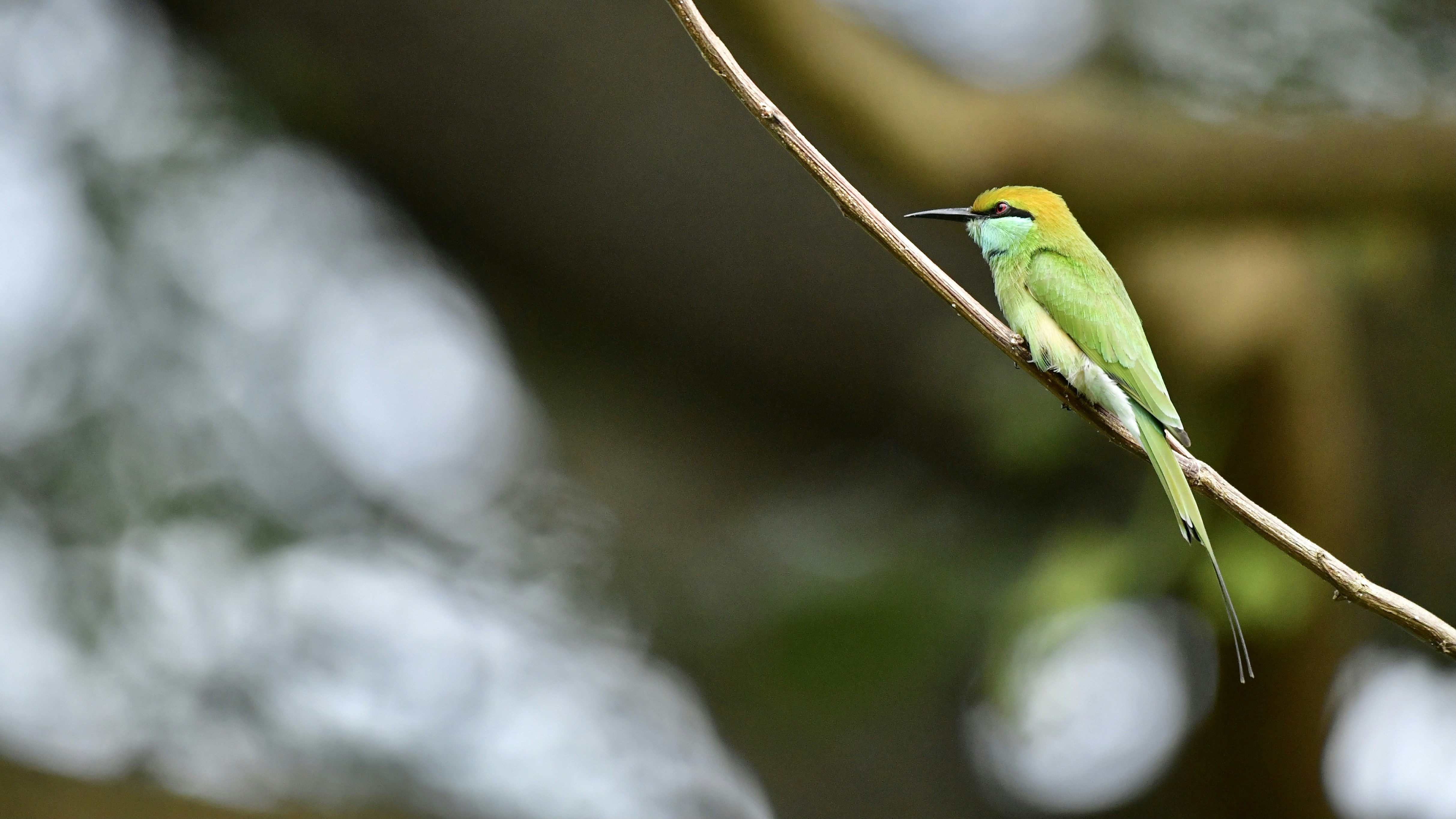 A vibrant green bird perched on a slender branch, surrounded by a soft, blurred background of foliage.