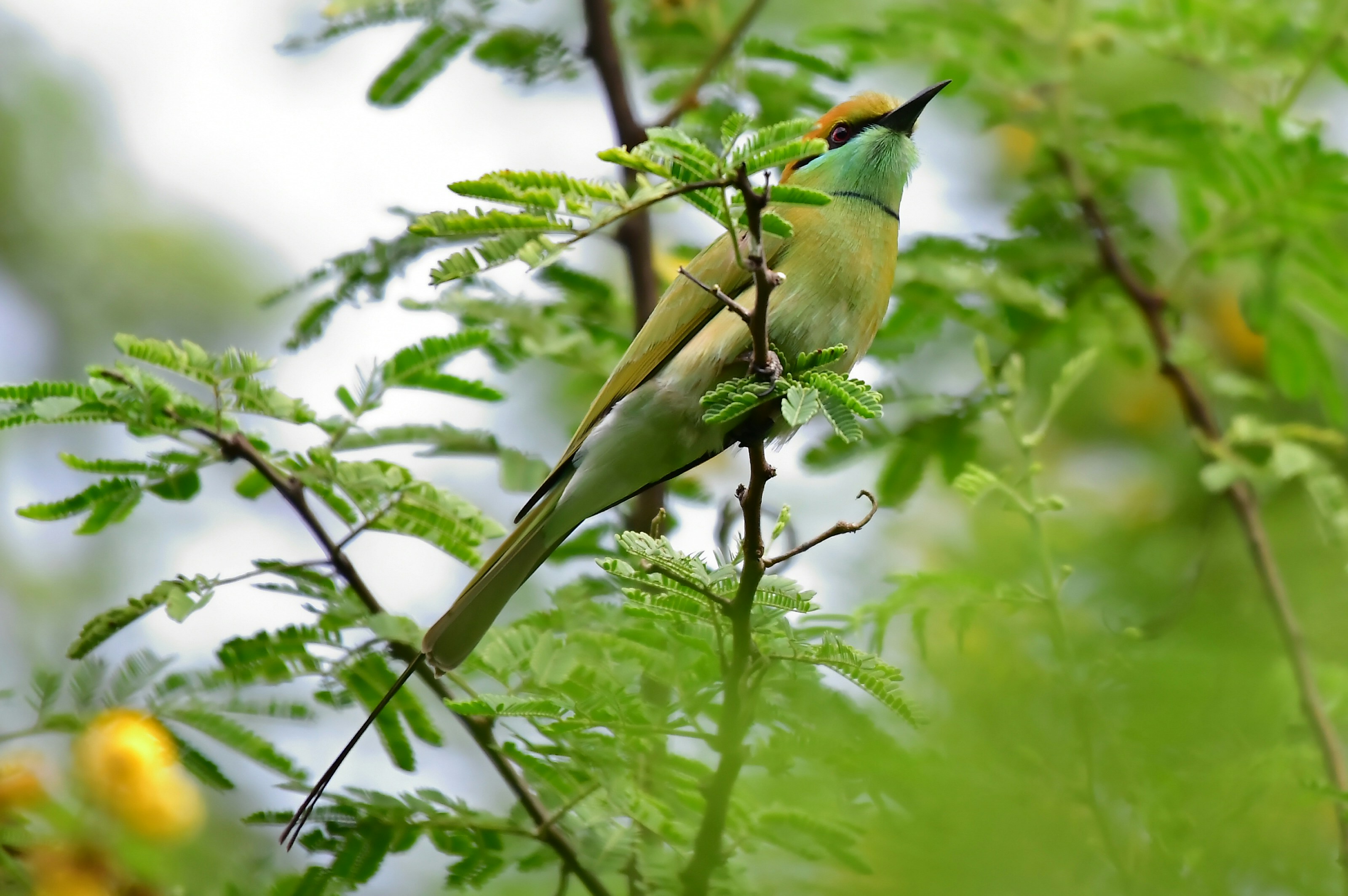 A vibrant bird perched gracefully on a branch, surrounded by lush green foliage, showcasing its colorful plumage.