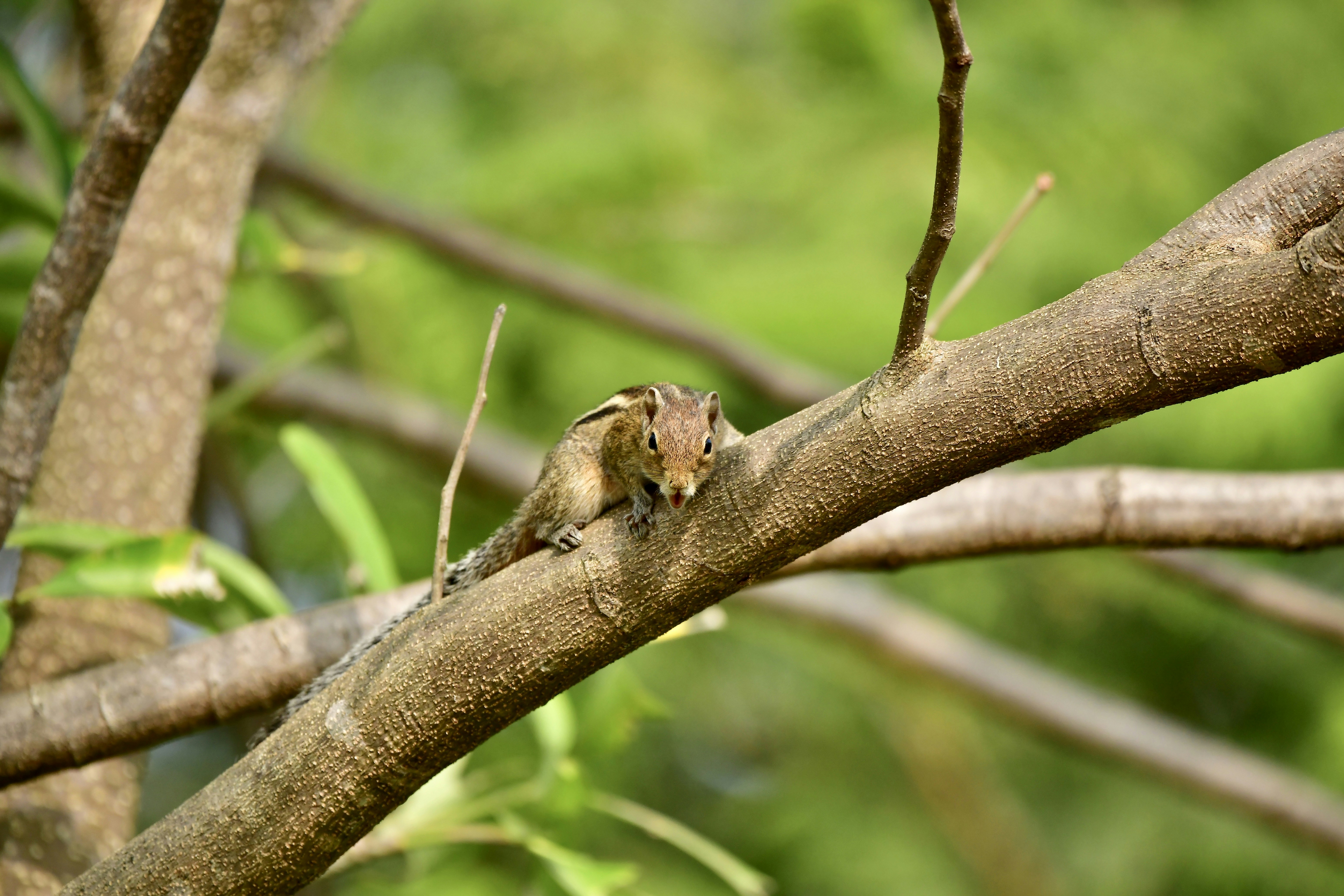 A squirrel poised on a branch, surveying its surroundings amidst lush greenery.