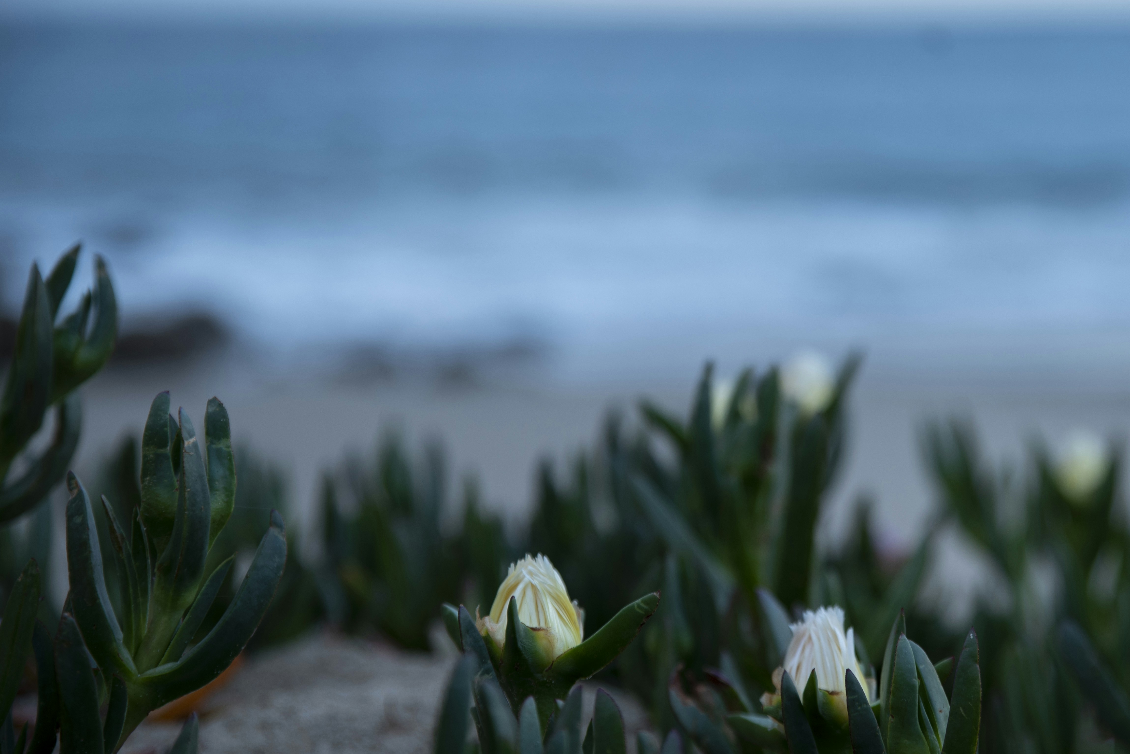 Delicate white flowers bloom among lush green foliage against a blurred seascape backdrop. The gentle waves create a serene atmosphere.
