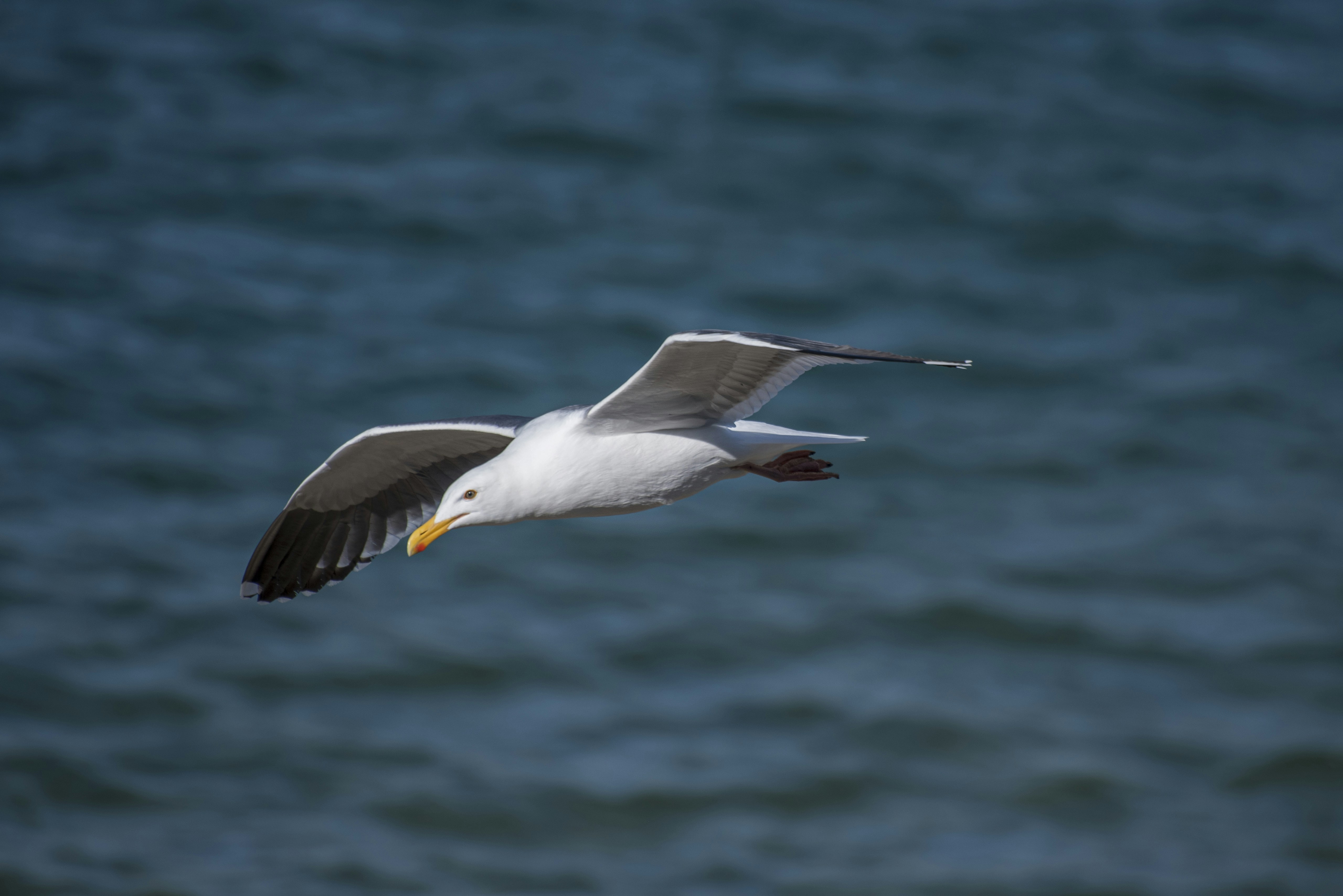 A seagull flying over a body of water photo – Free Beach Image on Unsplash