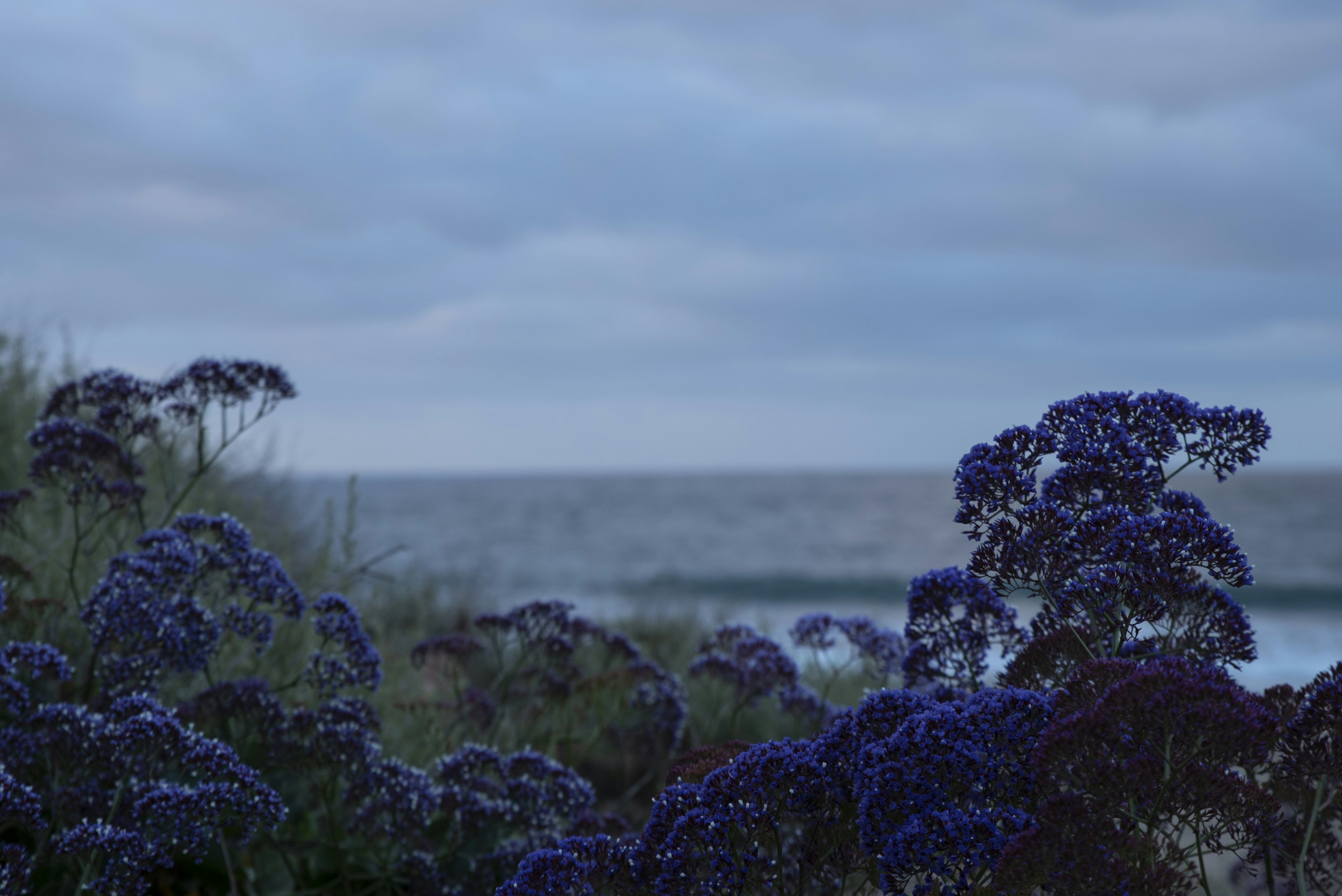 Sea Lavender at Twilight: Quiet Purple Fringes Along the Coastal Shore