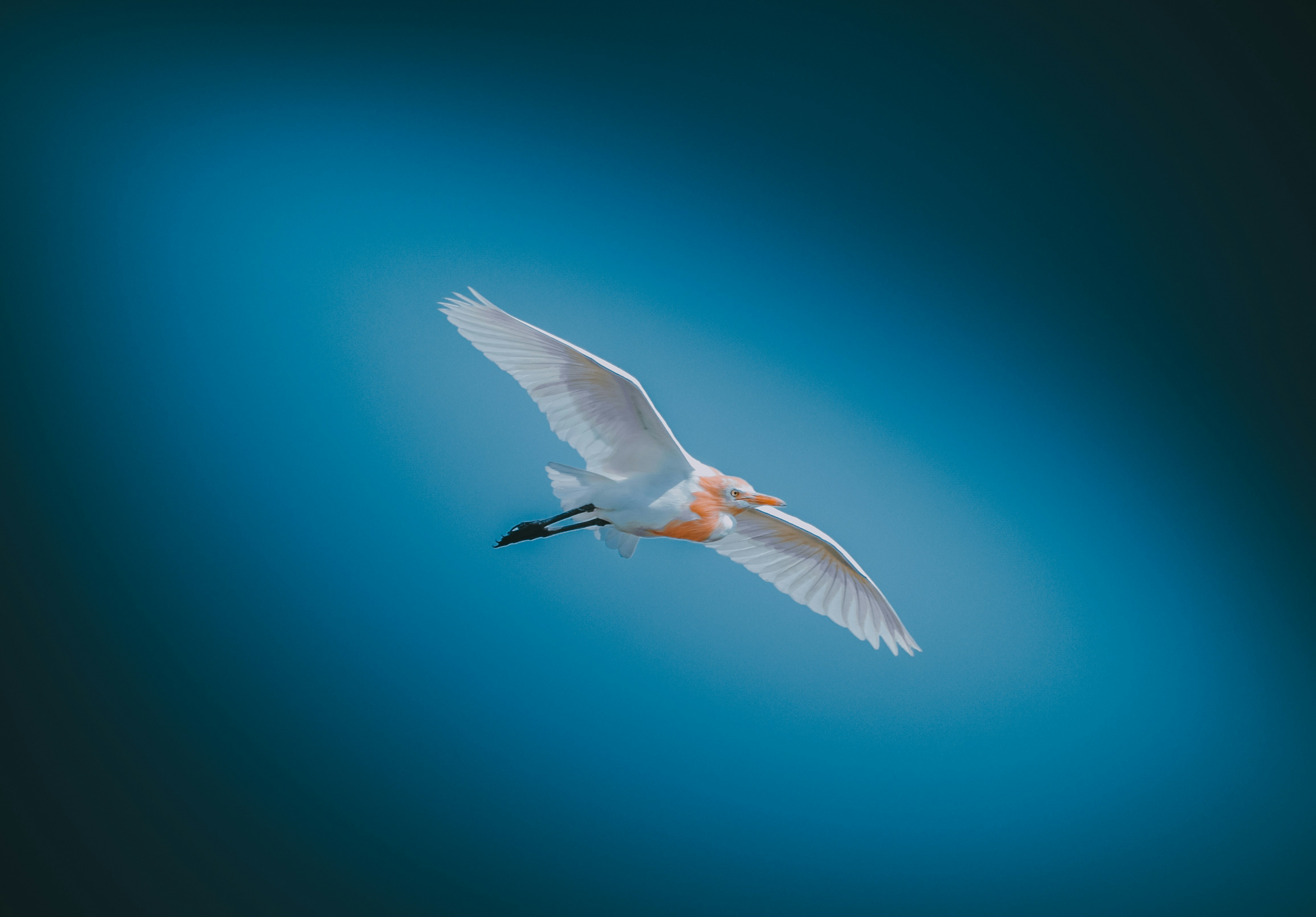 Cobalt Drift: White Tern in Full Wingbeat