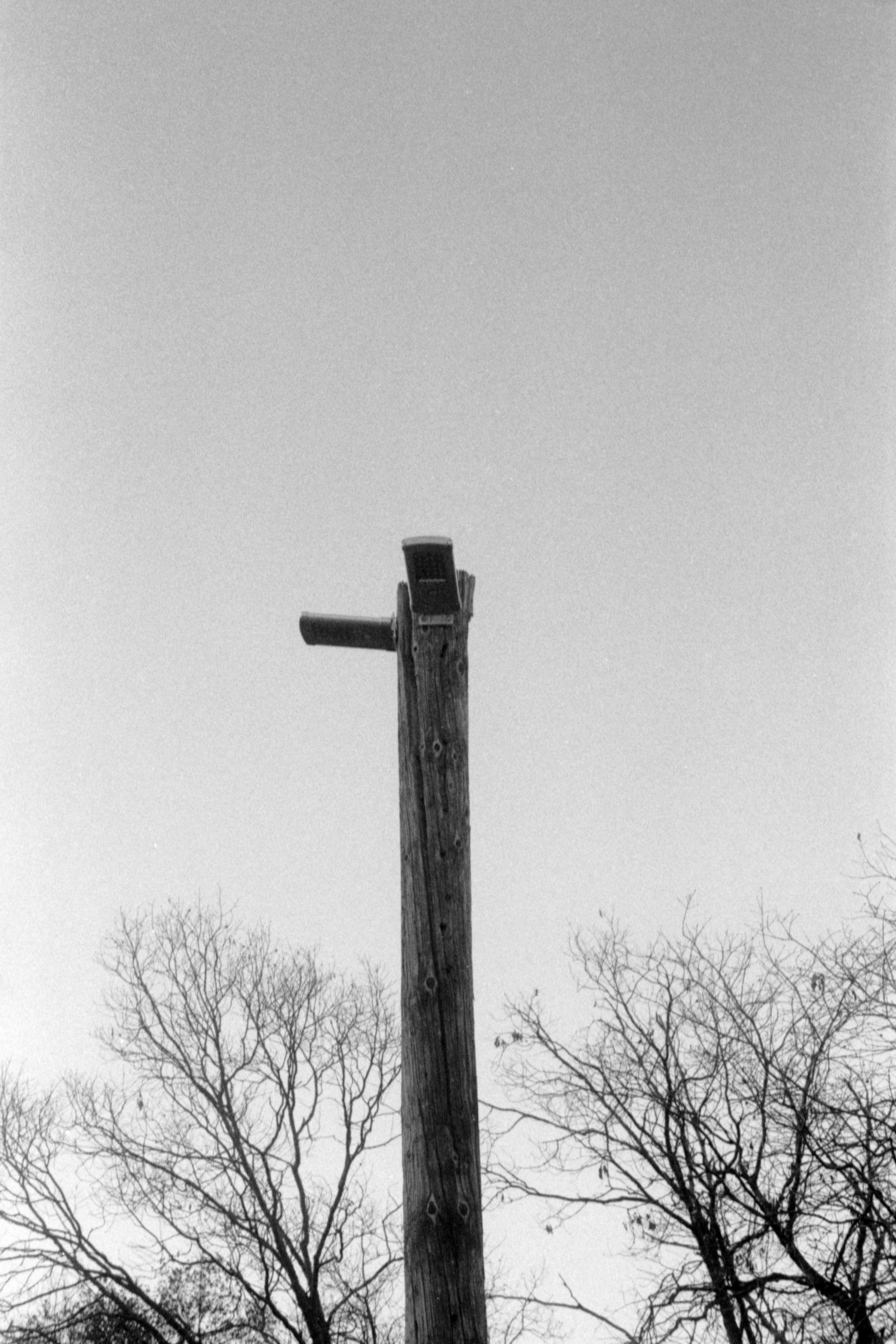 Weathered wooden post reaching towards the sky, framed by bare branches against a pale backdrop.